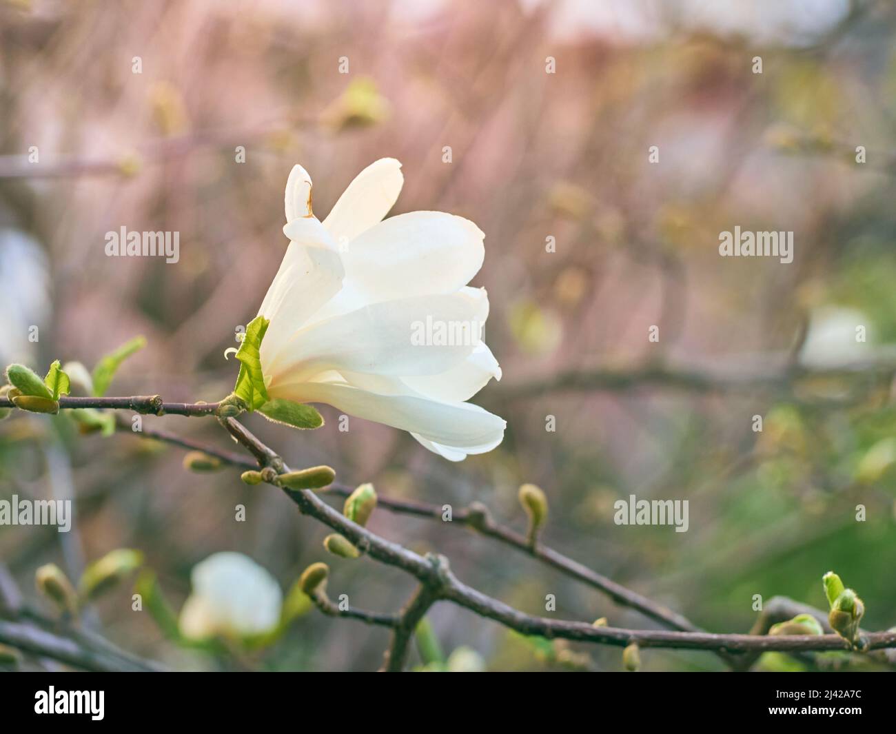 Magnolia flowers in spring time Stock Photo - Alamy