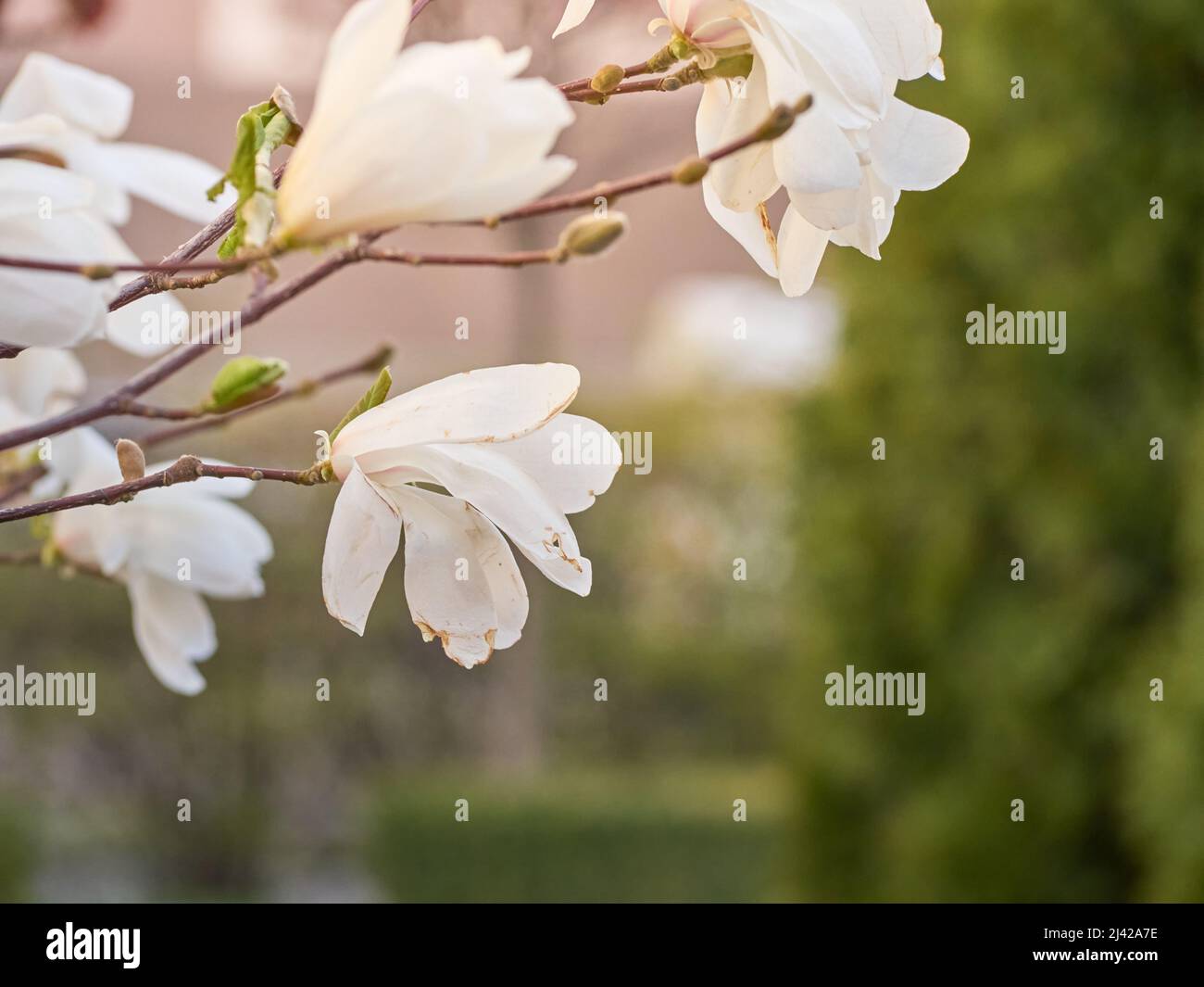 Magnolia flowers in spring time Stock Photo - Alamy
