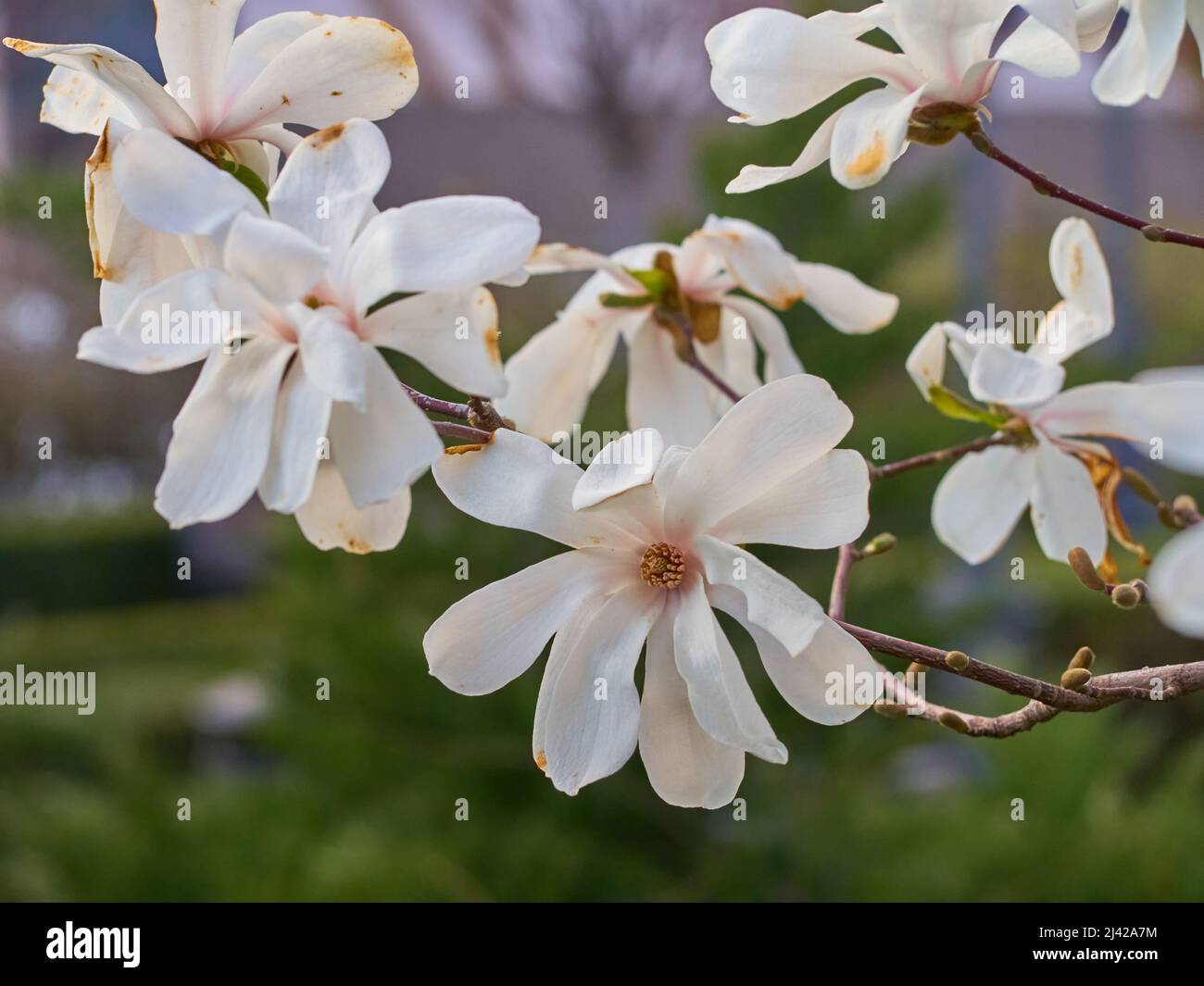 Magnolia flowers in spring hi-res stock photography and images - Alamy