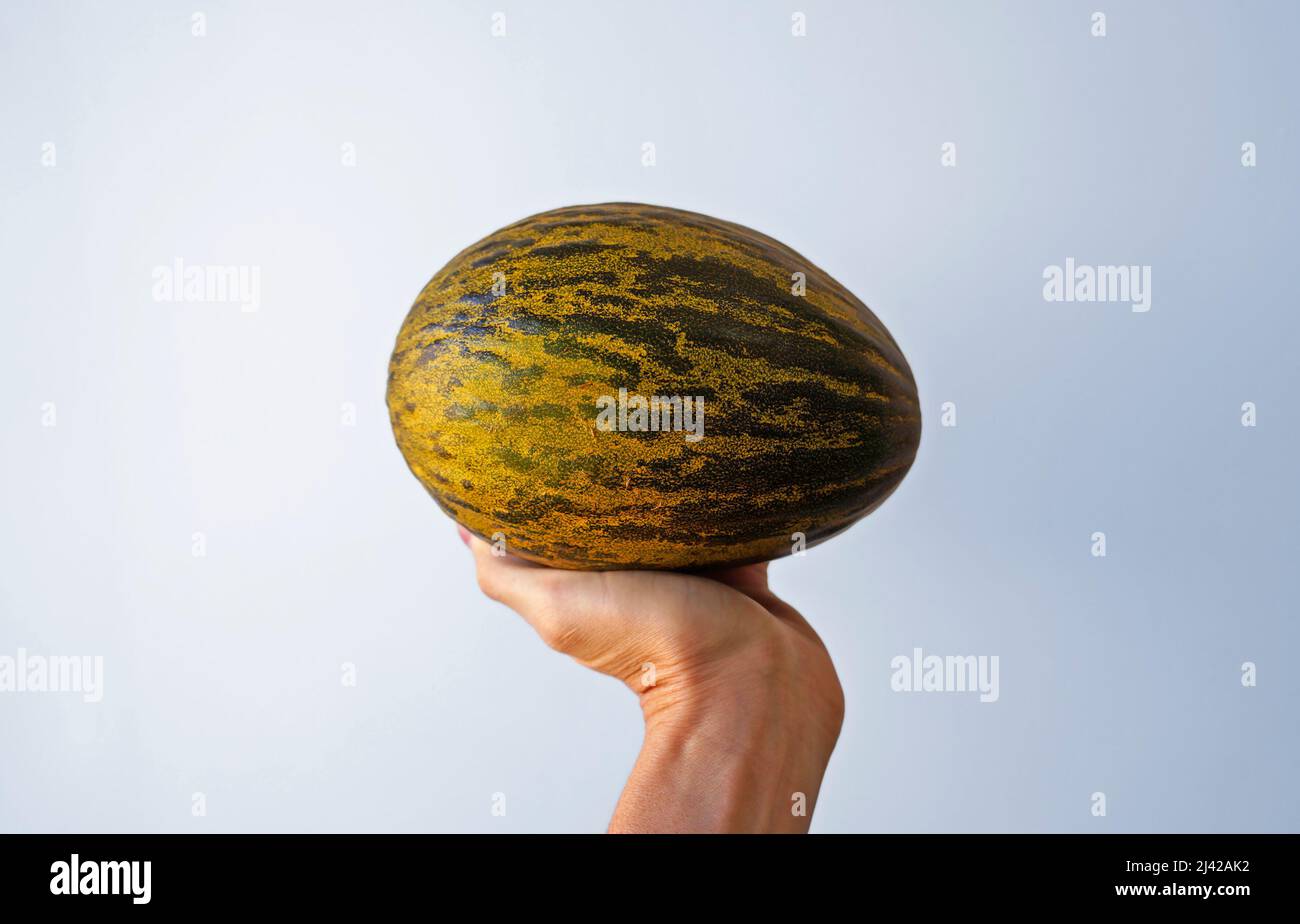 Green melon on hand in a bright background Stock Photo - Alamy