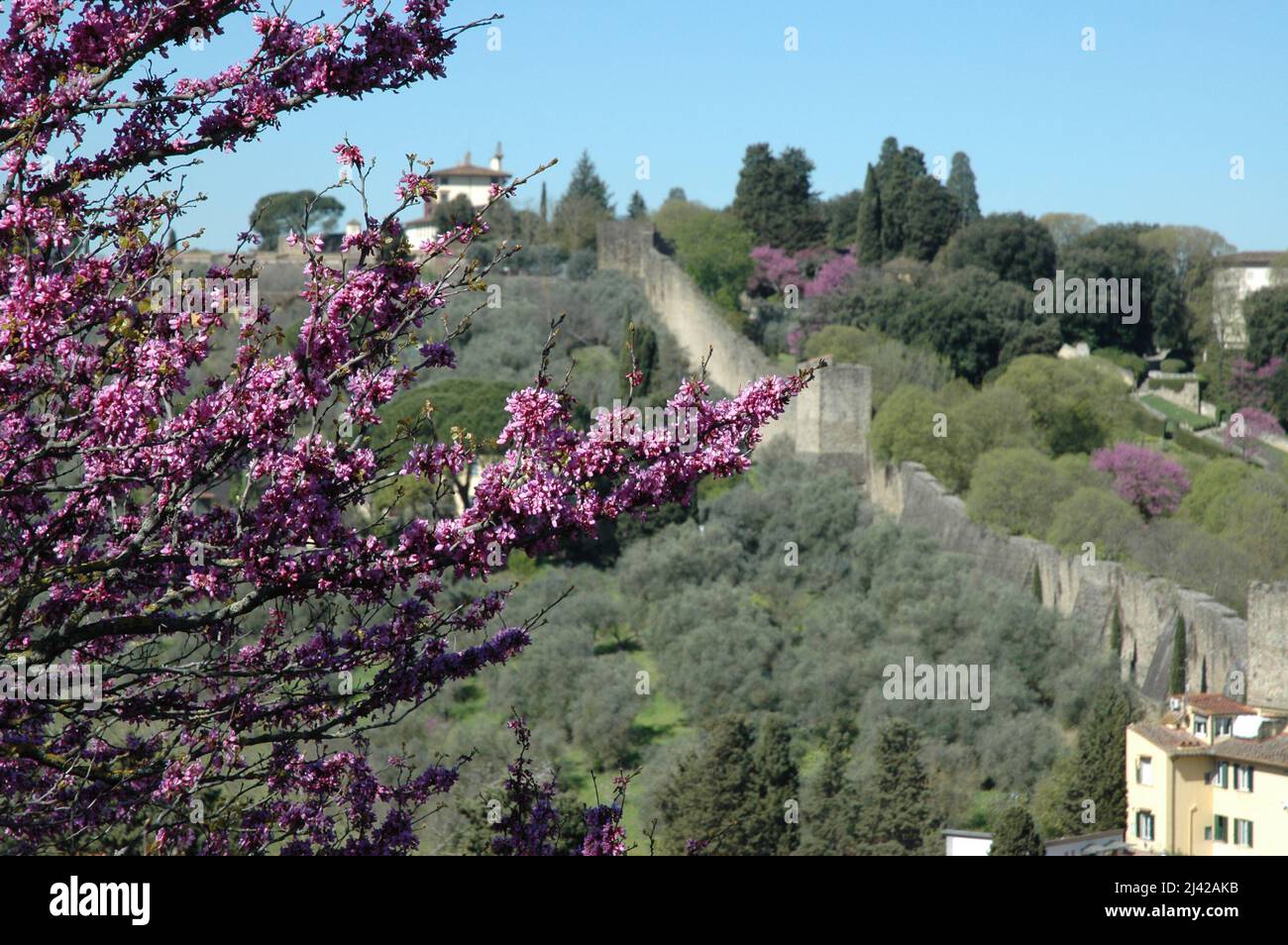 Spring in the colors of plants. Florence . Piazzale Michelangelo Stock ...