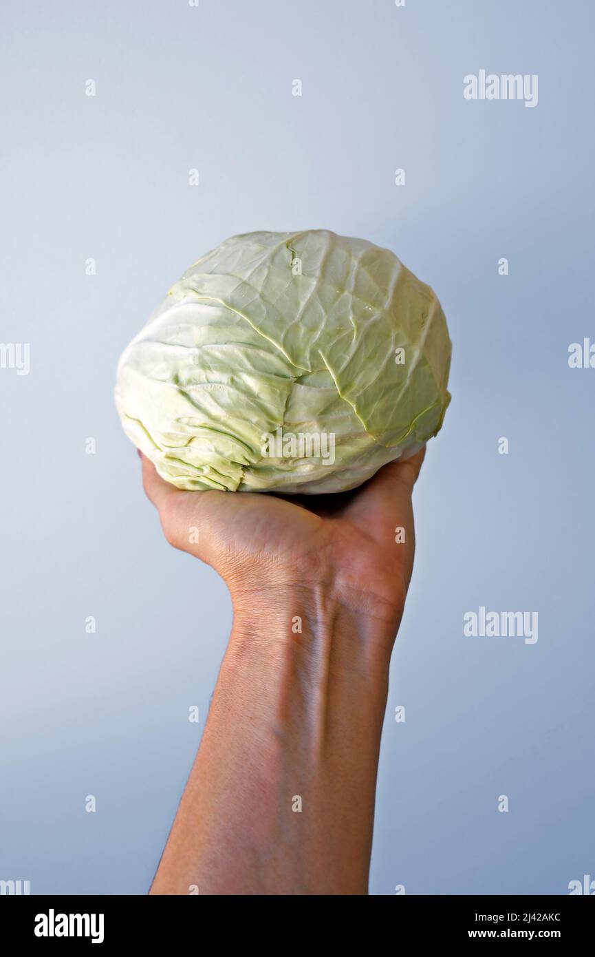 Cabbage on hand in a bright background Stock Photo - Alamy
