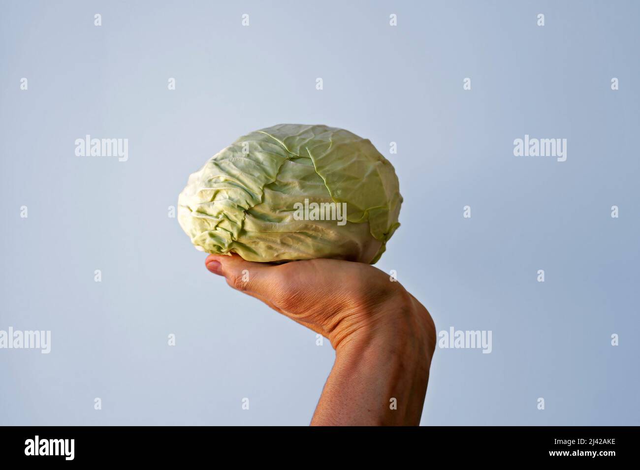 Cabbage on hand in a bright background Stock Photo - Alamy