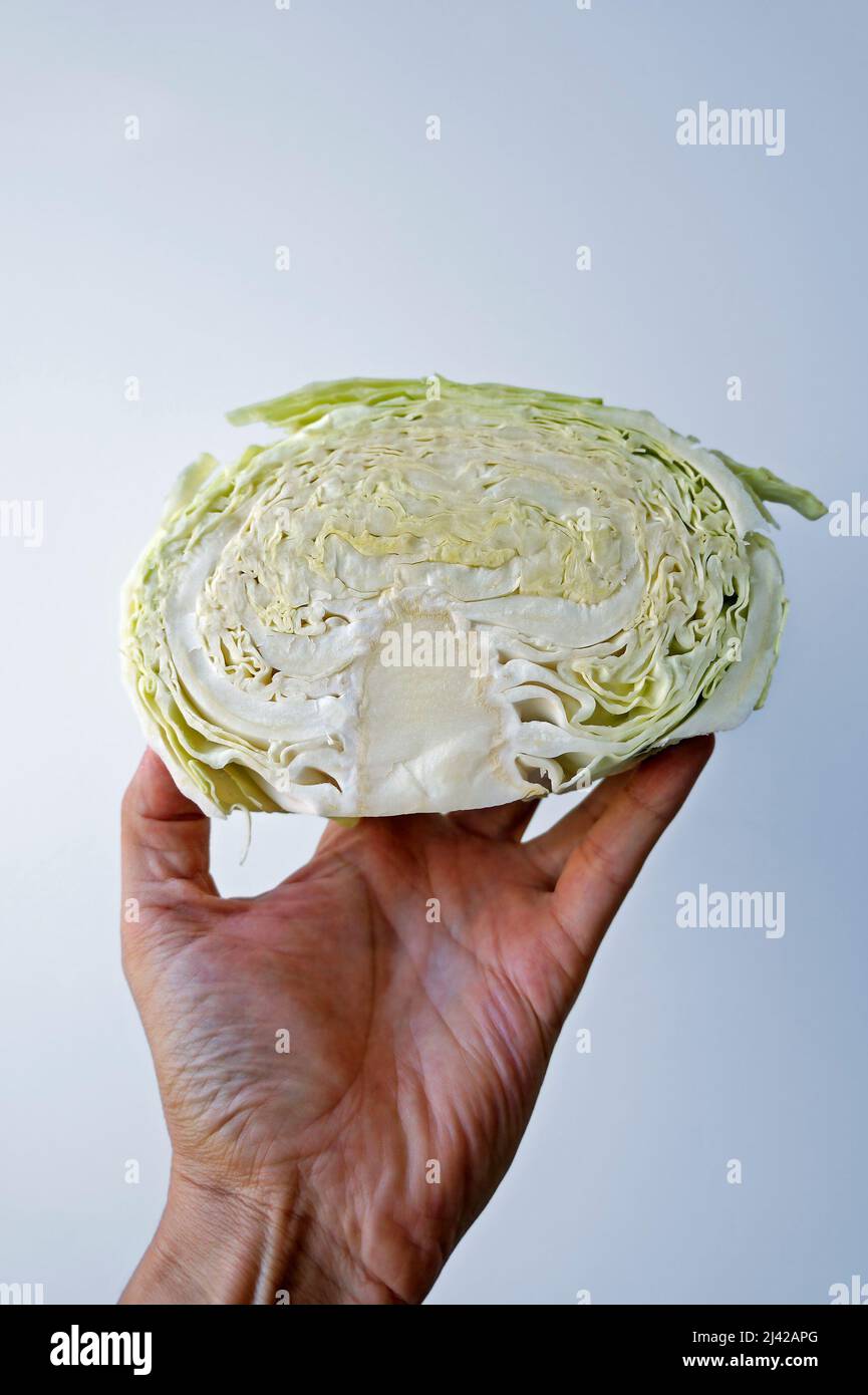 Half a cabbage on hand in a bright background Stock Photo - Alamy