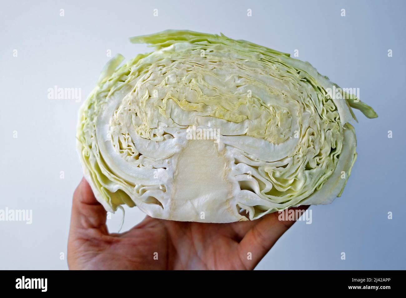 Half a cabbage on hand in a bright background Stock Photo - Alamy