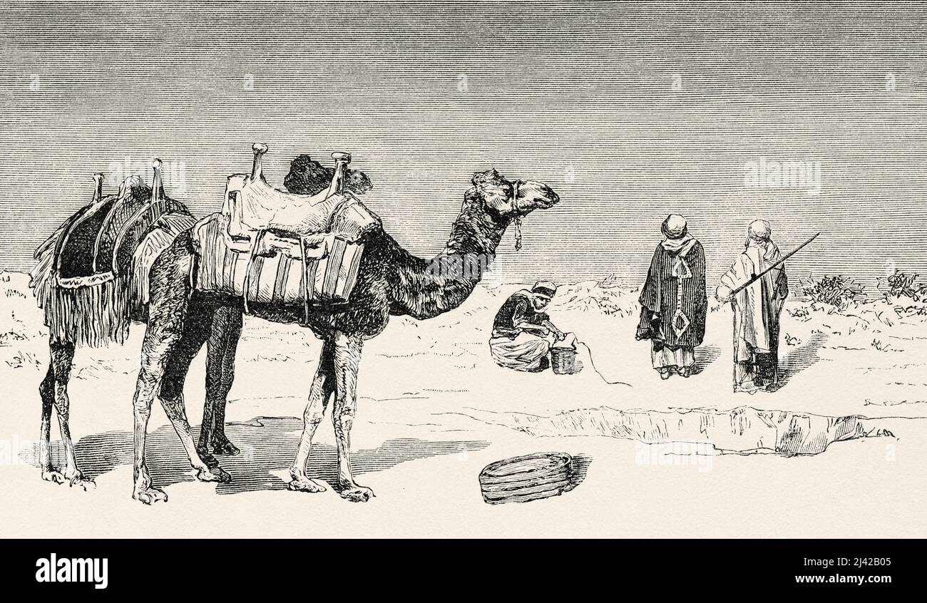 Camel drawing saudi hi-res stock photography and images - Alamy