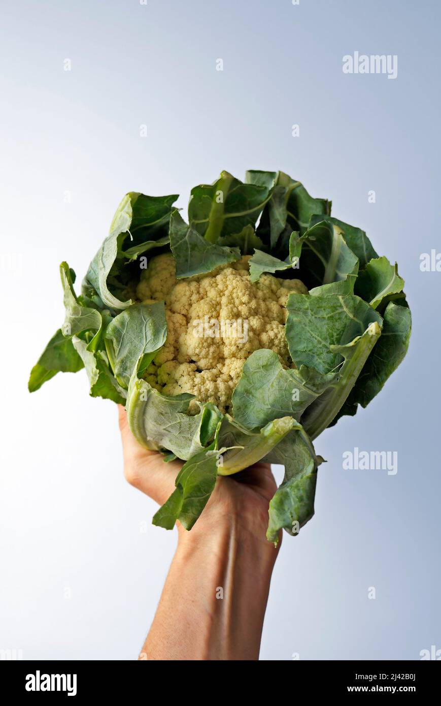 Cauliflower bouquet hi-res stock photography and images - Alamy