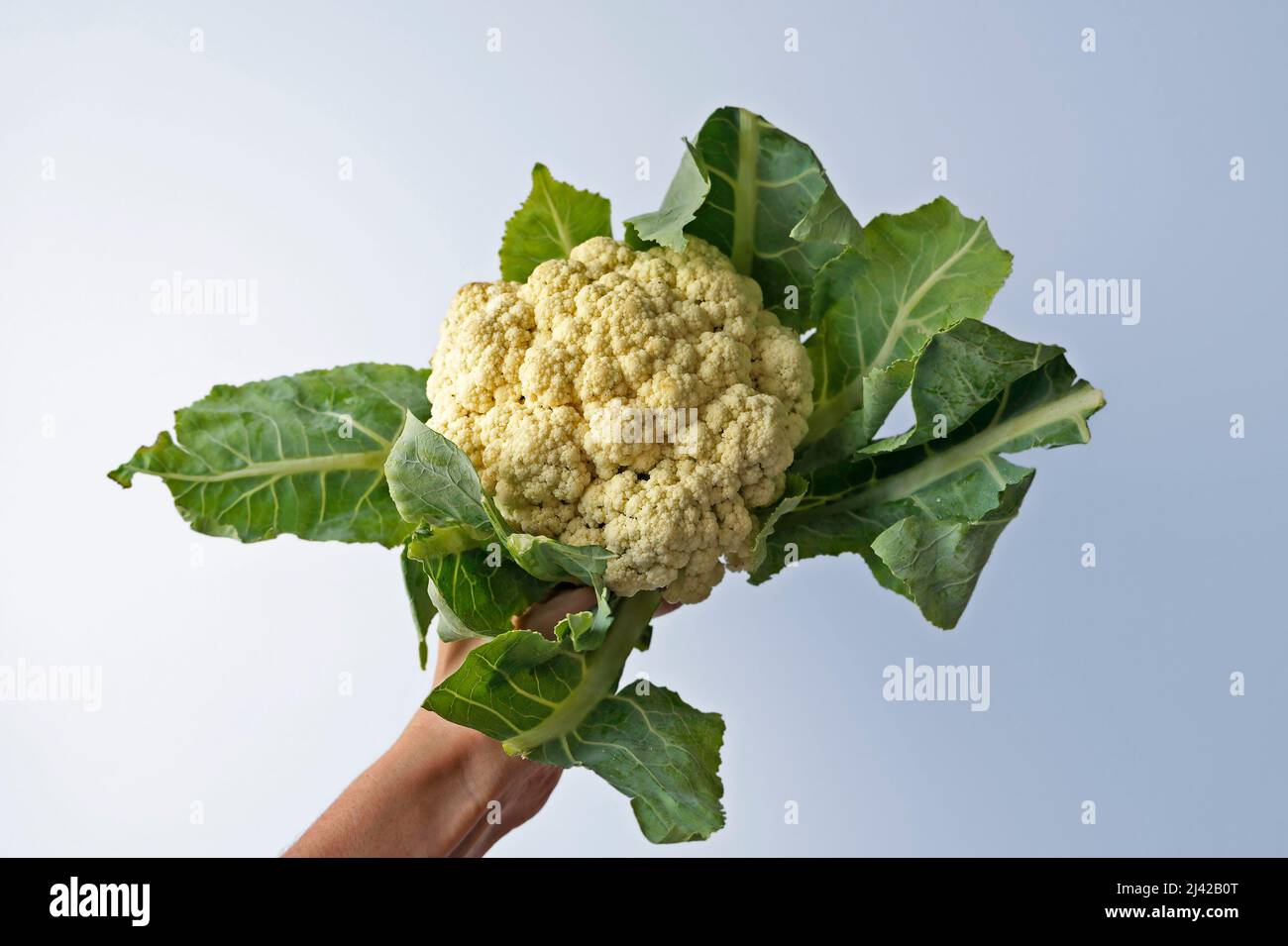 Cauliflower bouquet hi-res stock photography and images - Alamy