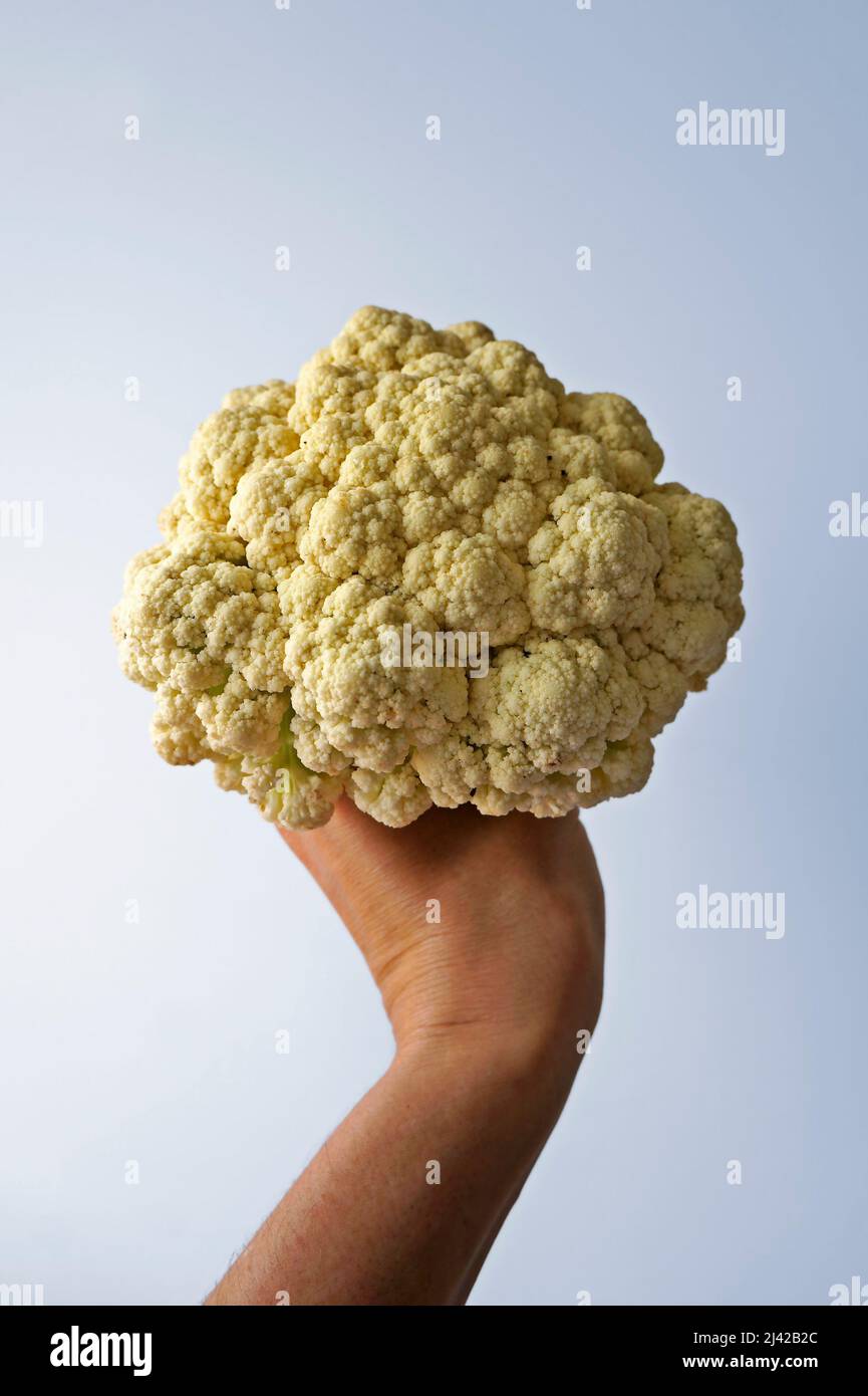 Cauliflower on hand in a bright background Stock Photo - Alamy
