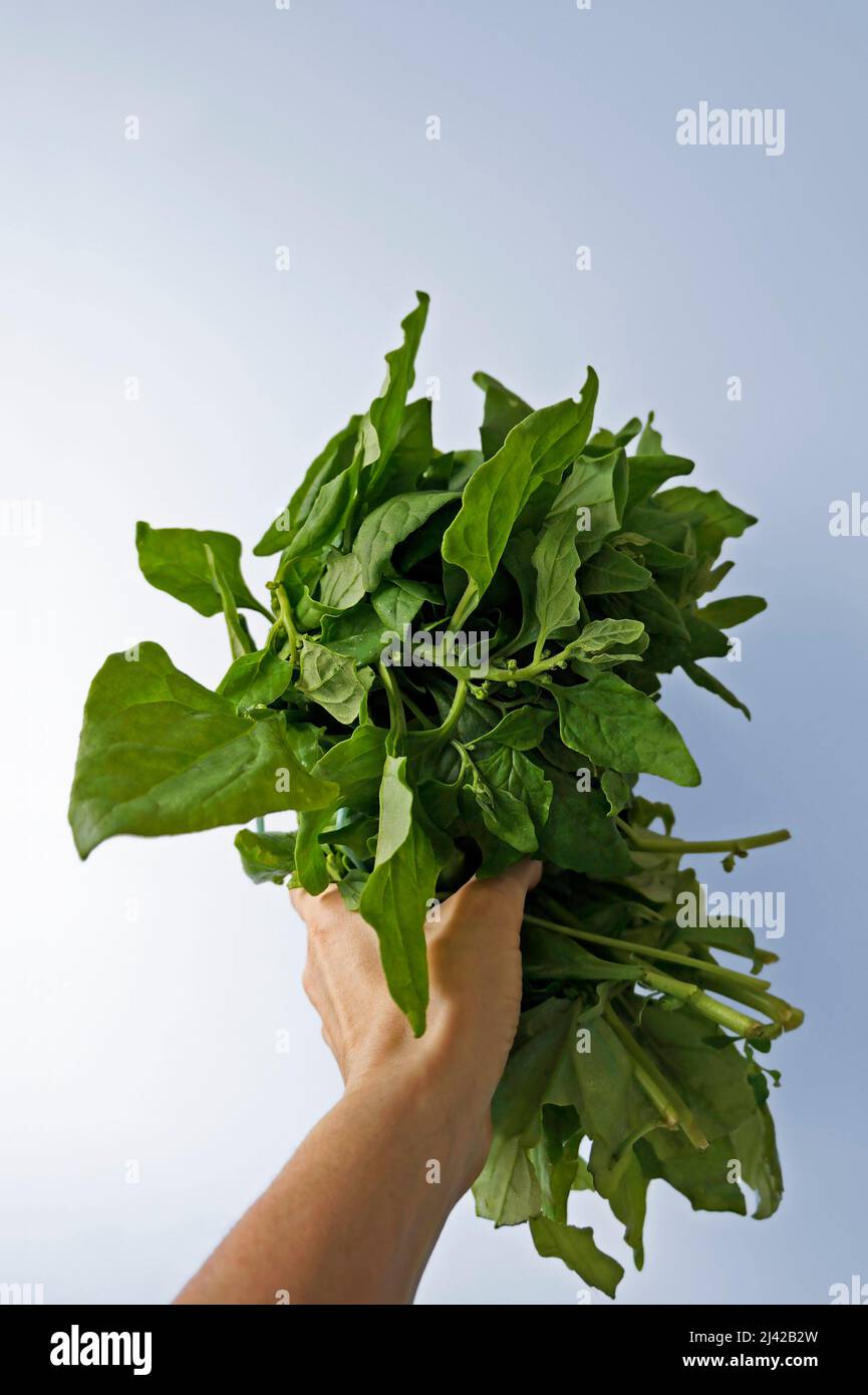 A bunch of spinach on hand in a bright background Stock Photo - Alamy