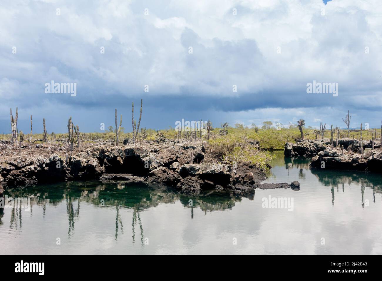 Cactus on Las Tintoreras, a chain of small islets full of cove and ...