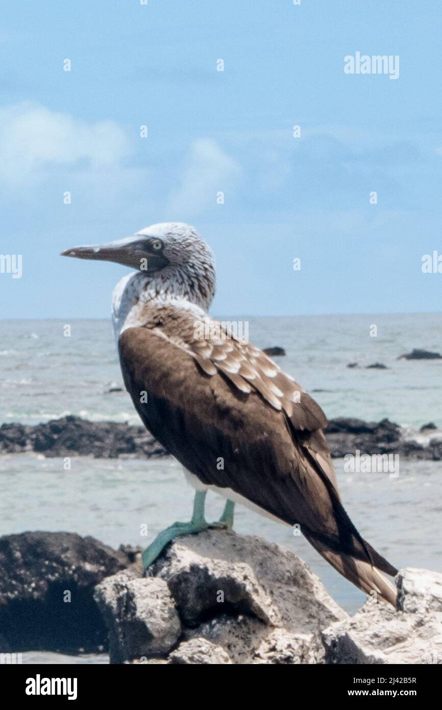 Blue Footed Bobby in the Galápagos Islands Stock Photo - Alamy
