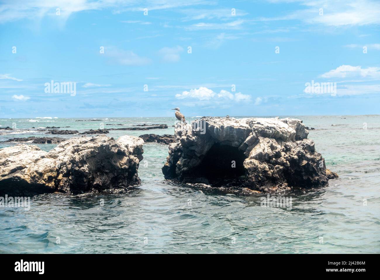 Blue Footed Bobby in the Galápagos Islands Stock Photo - Alamy