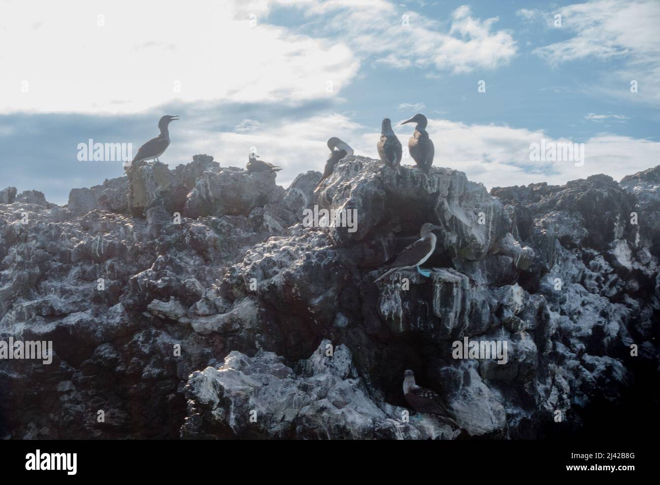 Blue footed bobby hi-res stock photography and images - Alamy