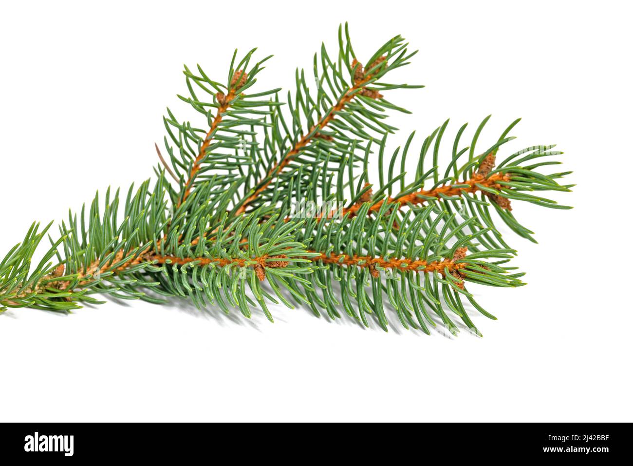 Norway spruce needles Cut Out Stock Images & Pictures - Alamy