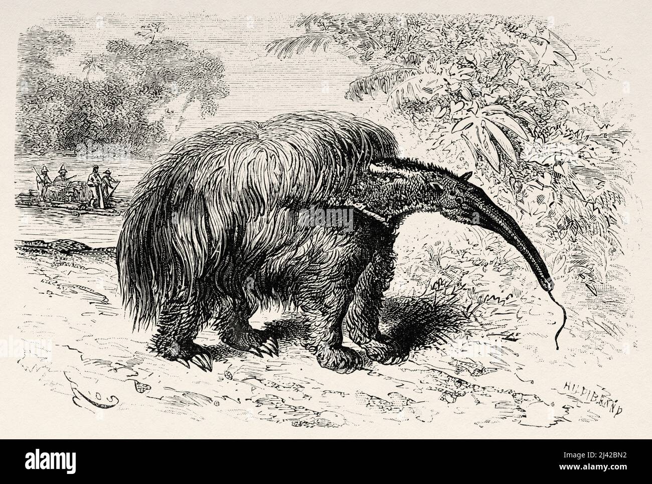 Giant anteater rainforest hi-res stock photography and images - Alamy