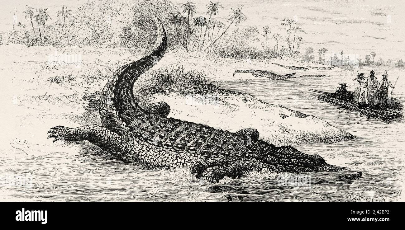 Large alligator, Guaviare river, Colombia. South America. Voyage of ...