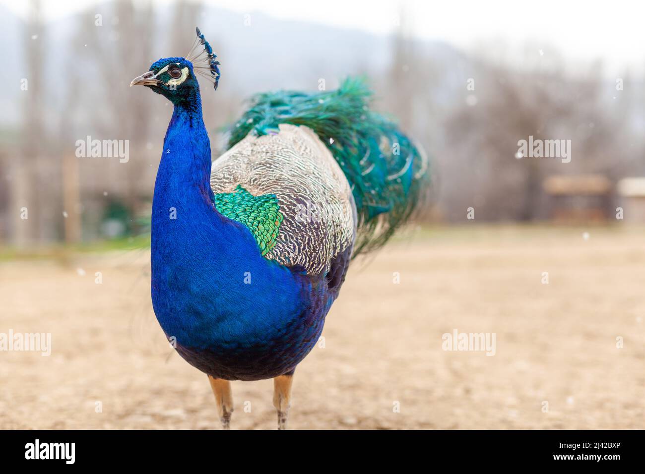 Peacock Has Bright Feathers
