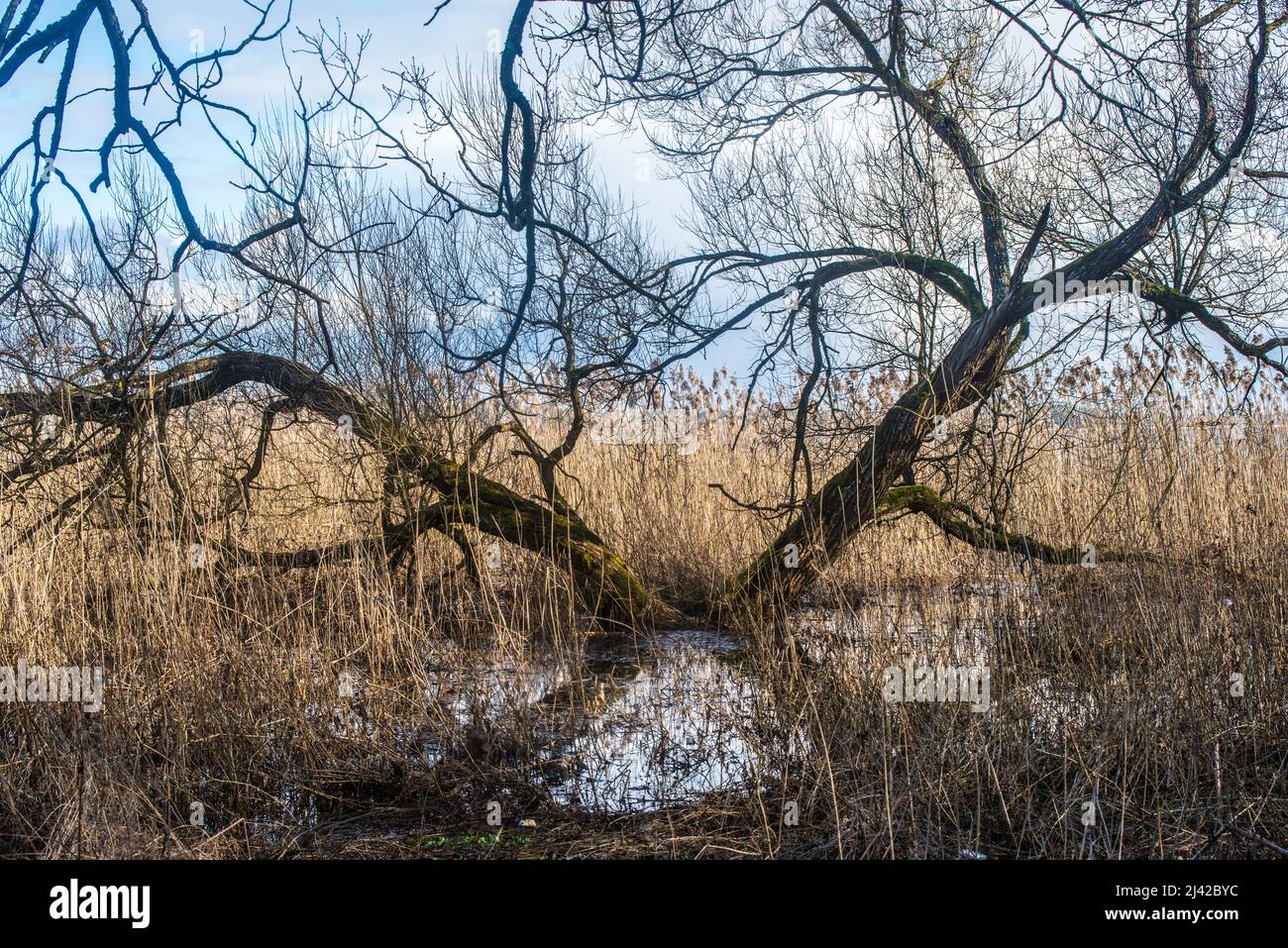 Willows growing in the water in the middle of a lake. Beautiful spring ...