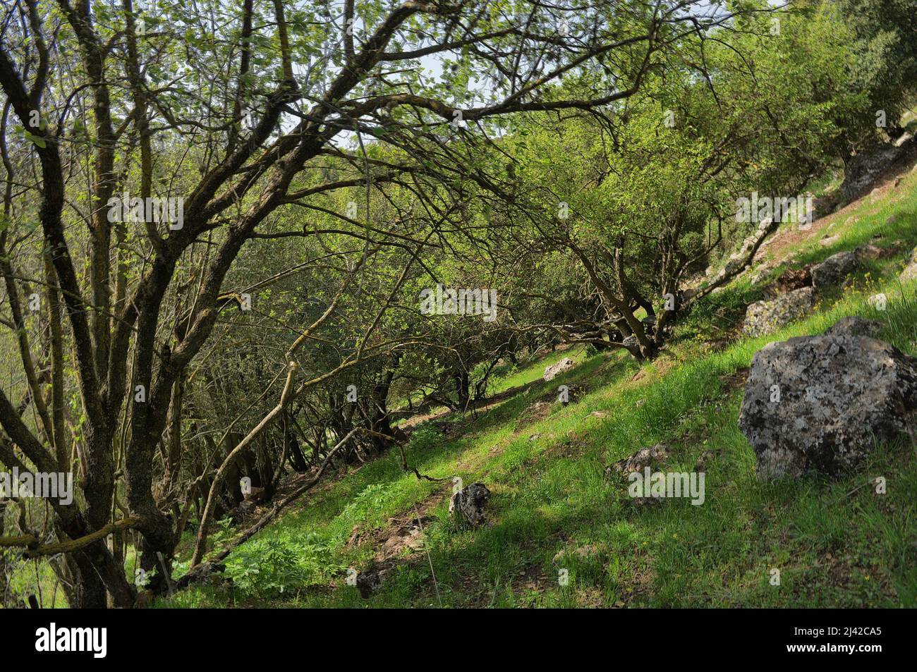 View of the Big Jupta the Golan Heights, pit crater in Odem Forest ...