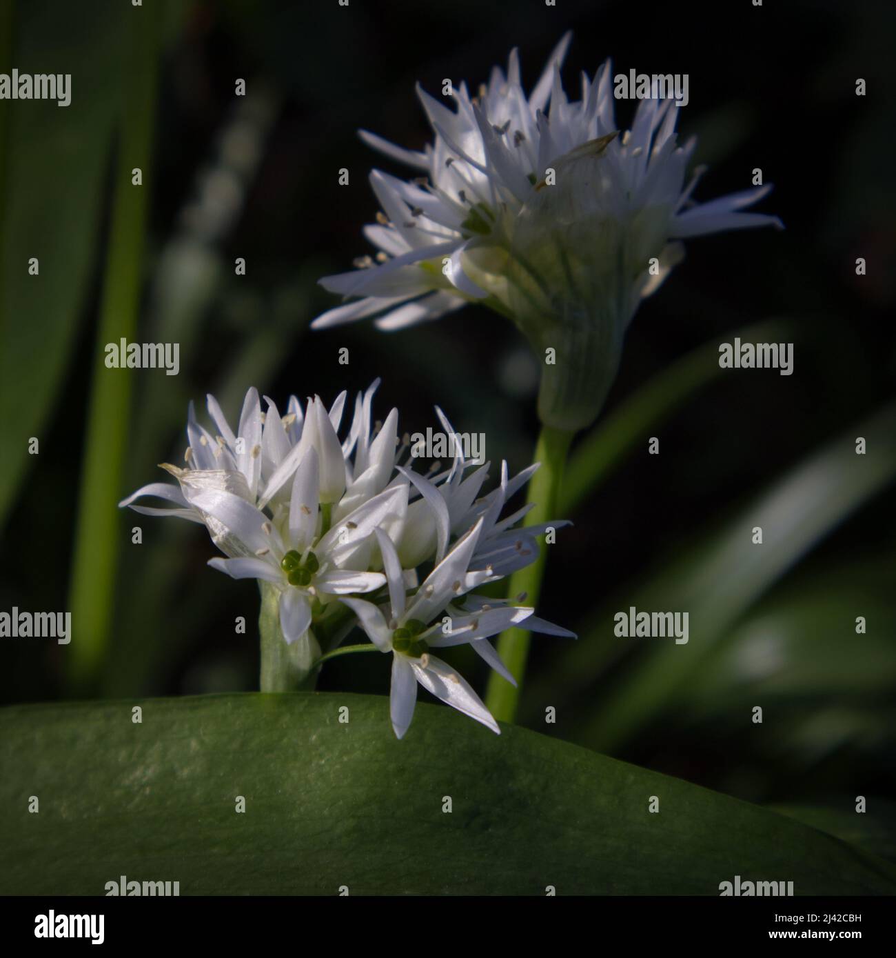 Edible wild food flora head hi-res stock photography and images - Alamy