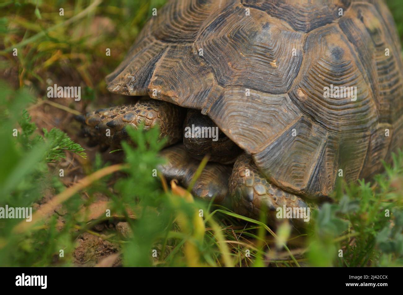 Little Turtle hiding his head in the shell on green grass field Stock ...