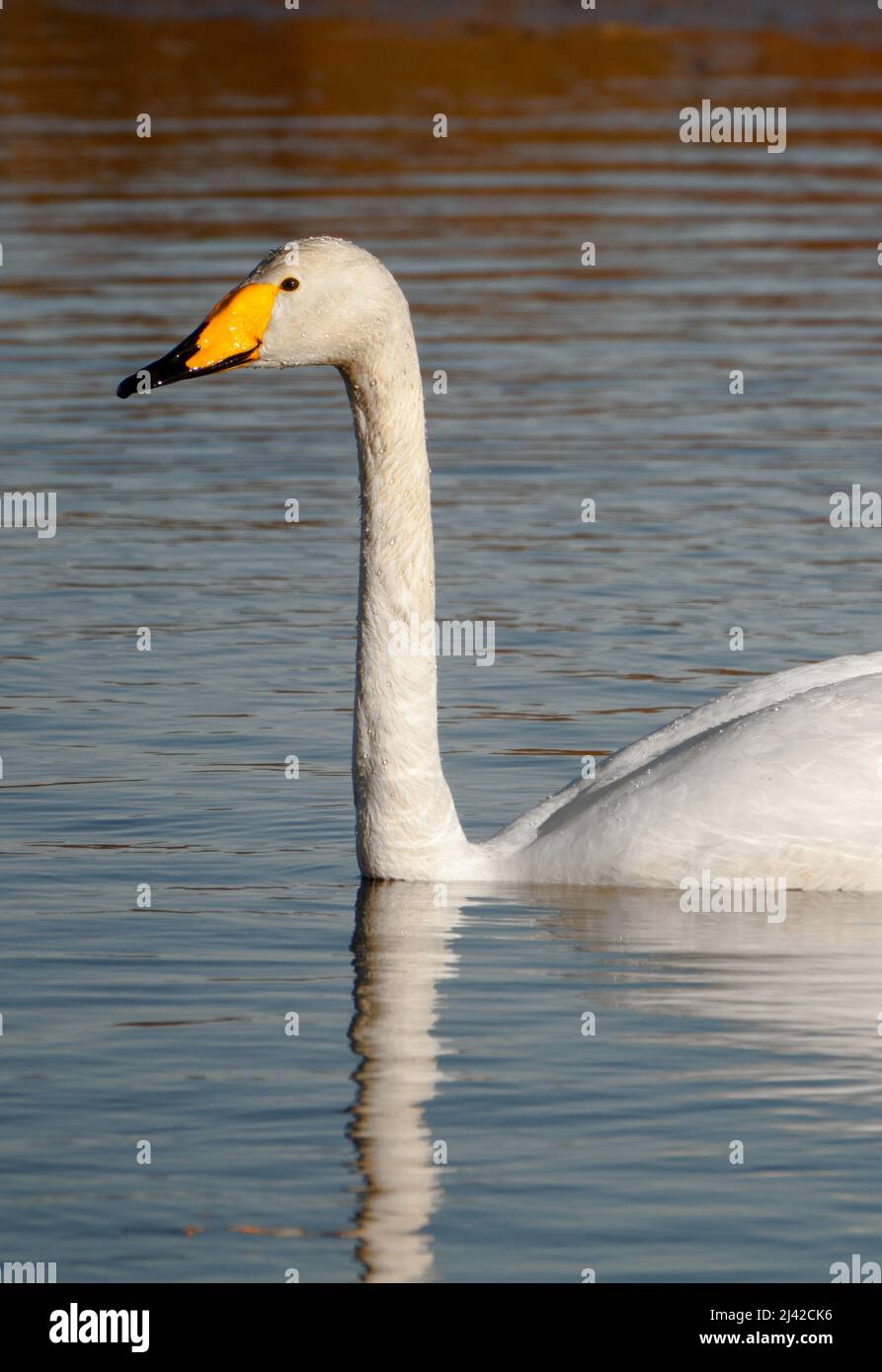 A Whooper swan, or a common swan, swimming in icy sea Stock Photo - Alamy