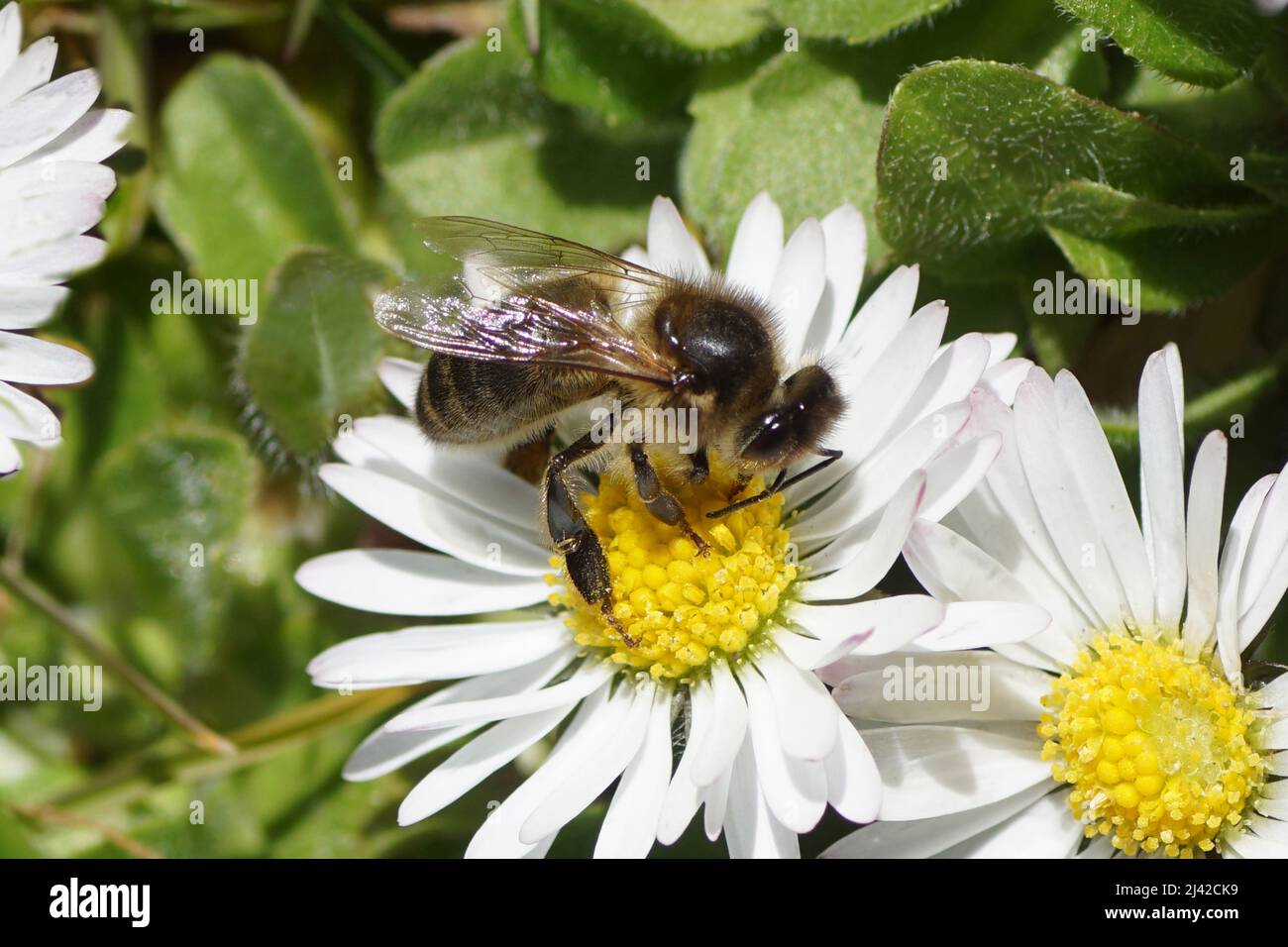Close up European honey bee (Apis mellifera) on a flower of common ...