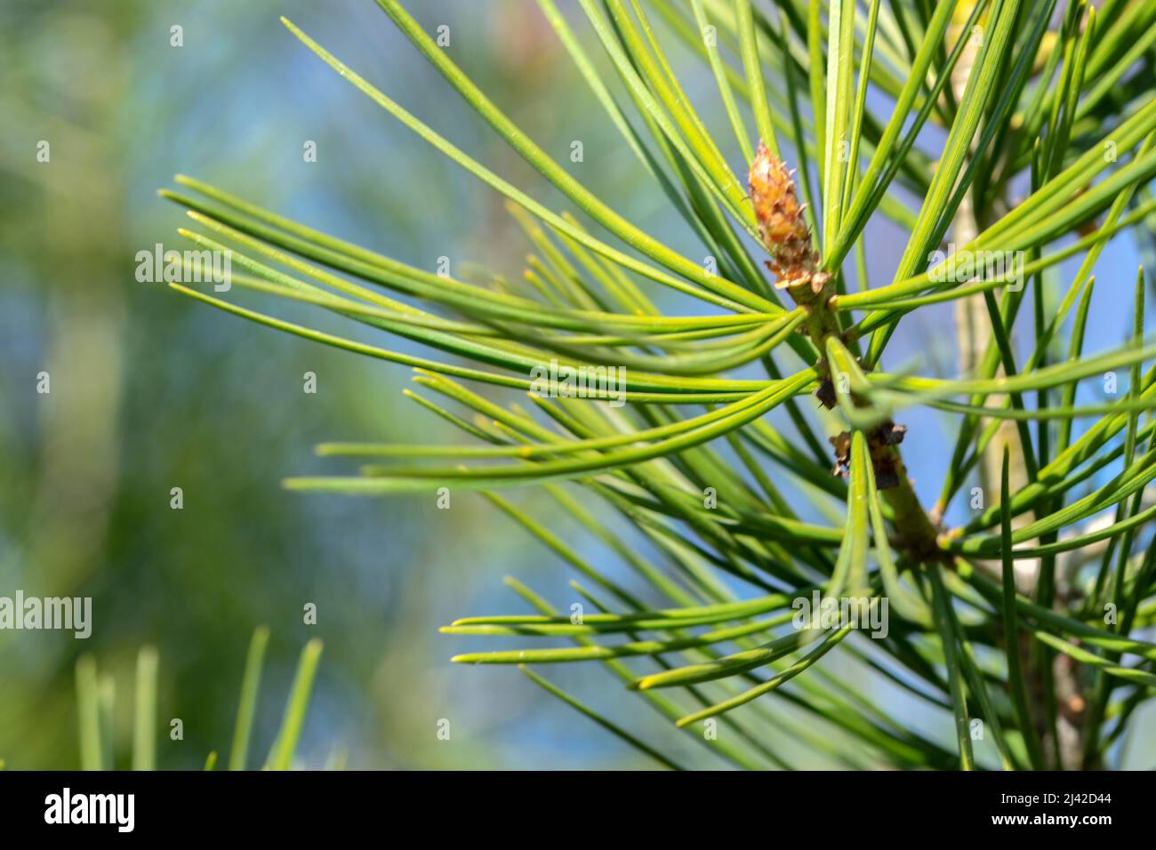 Detailed Close Up Pinus Bungeana Pine Tree At Amsterdam The Netherlands ...