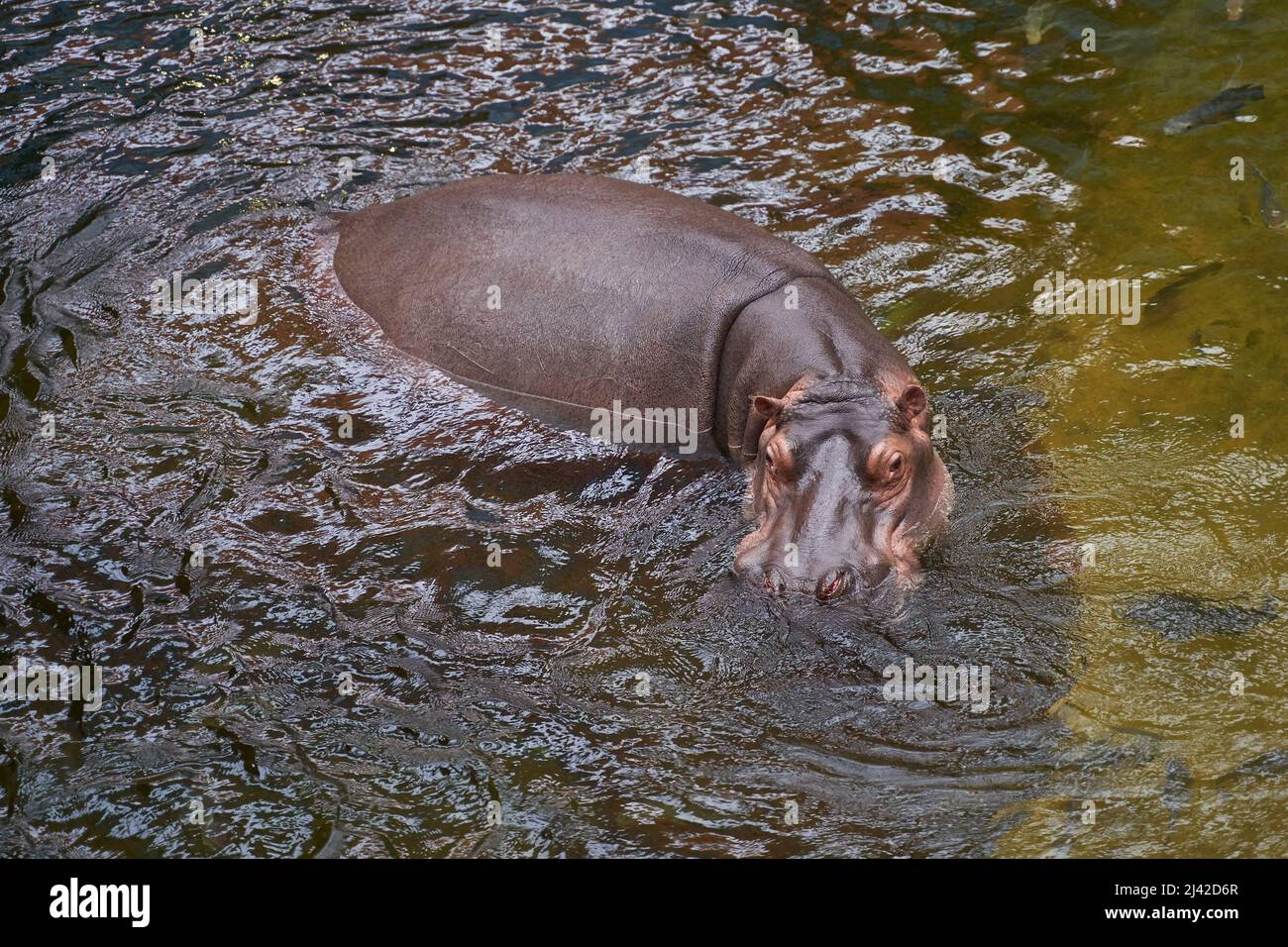 Hippopotamus in water. Top view of a large hippo Stock Photo - Alamy