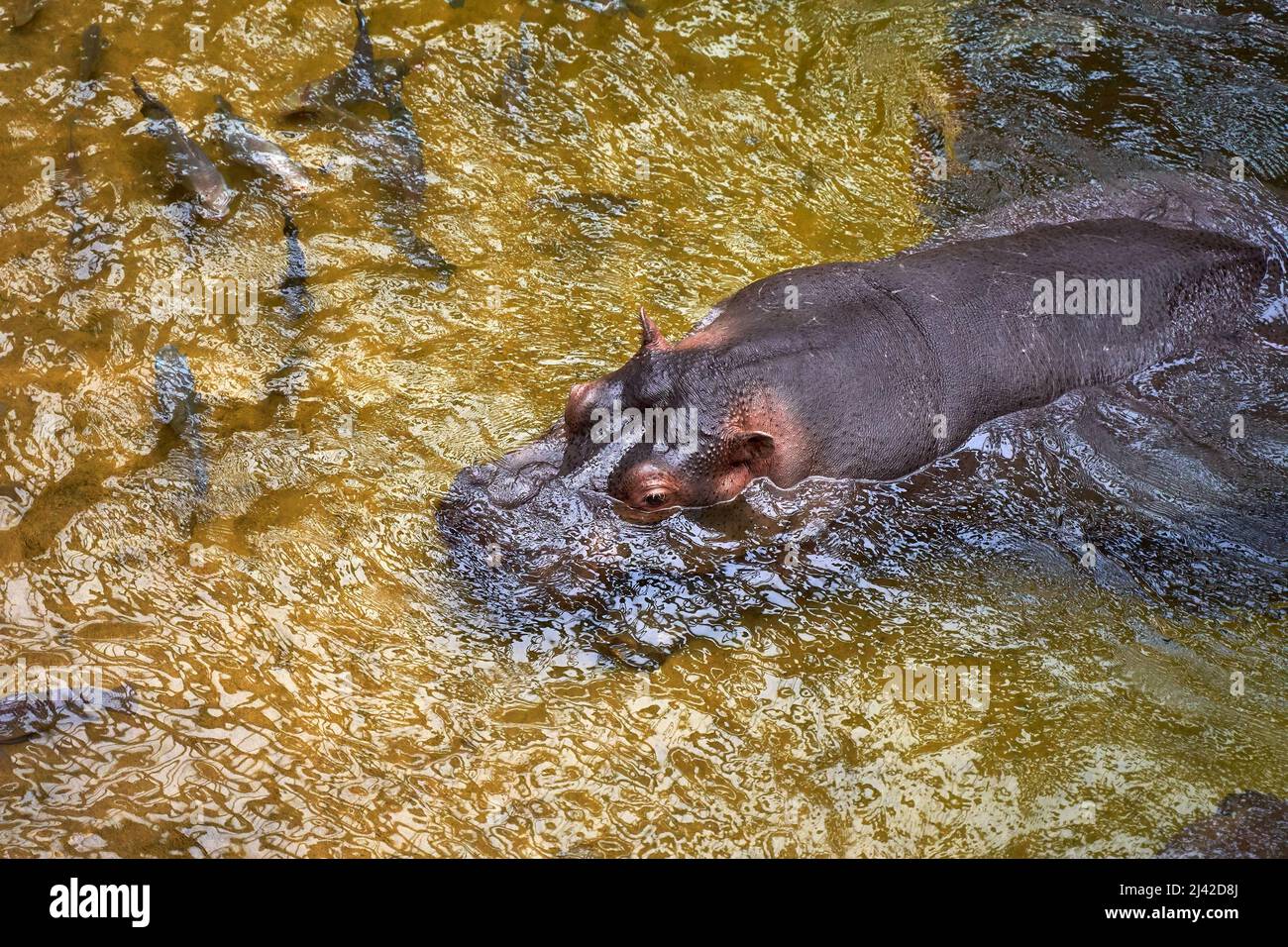 Hippopotamus in water. Top view of a large hippo Stock Photo - Alamy