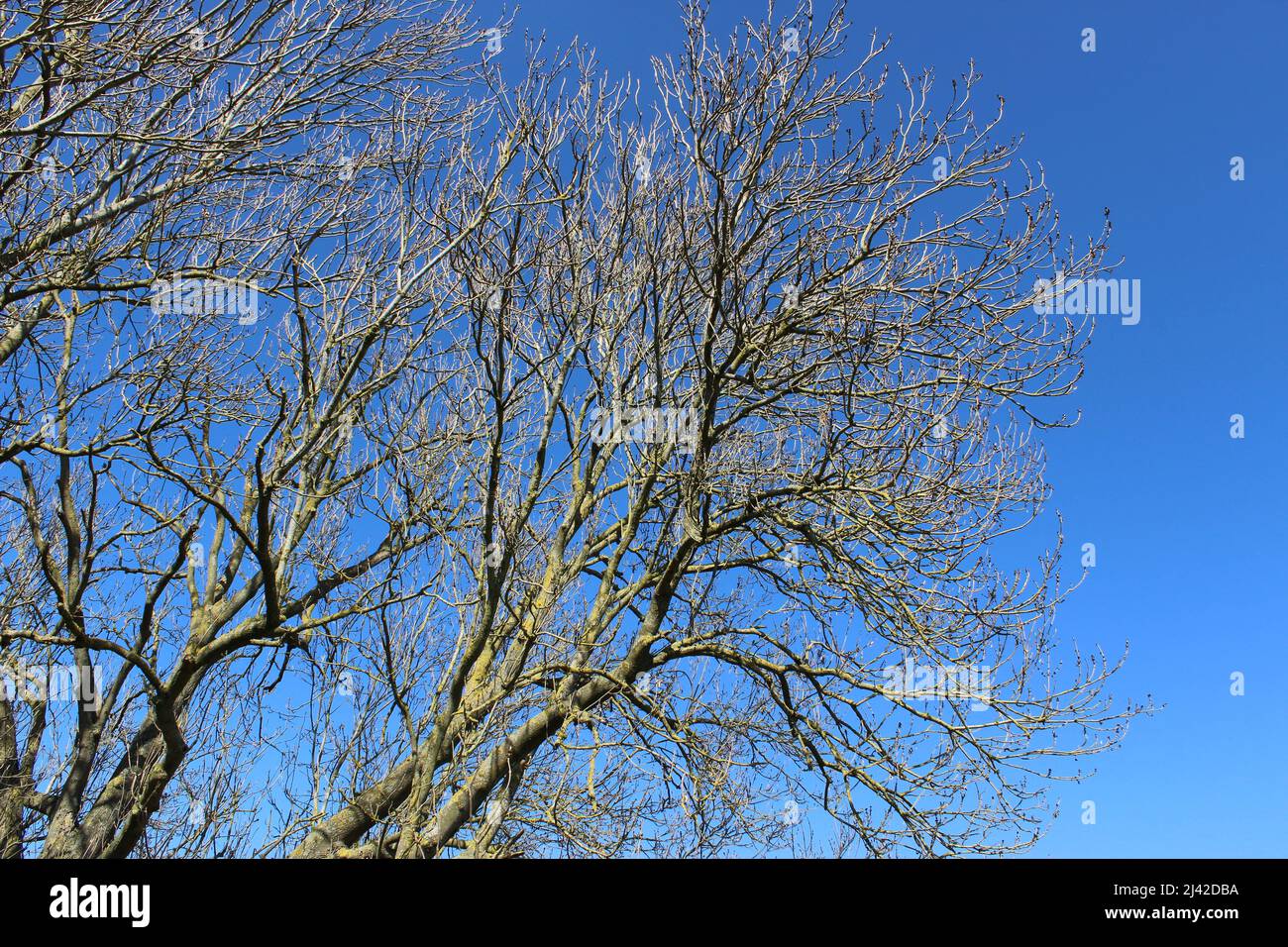 Ash tree in winter hi-res stock photography and images - Alamy