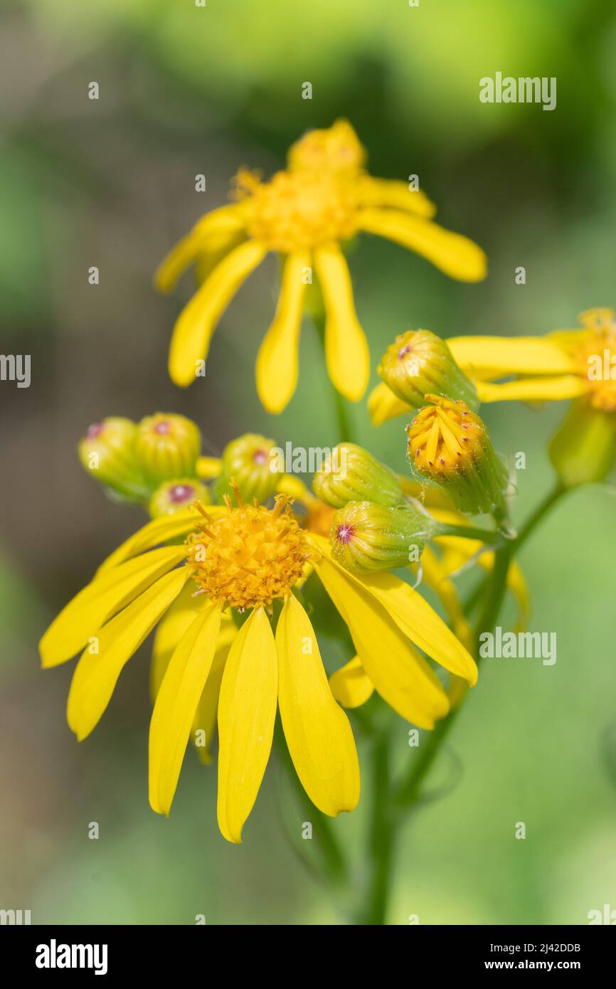 The yellow blooms of Texas groundsel are a sign of spring Stock Photo ...
