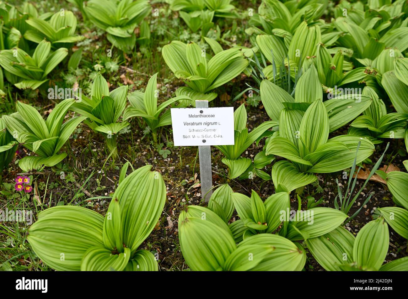 Black germer hi-res stock photography and images - Alamy