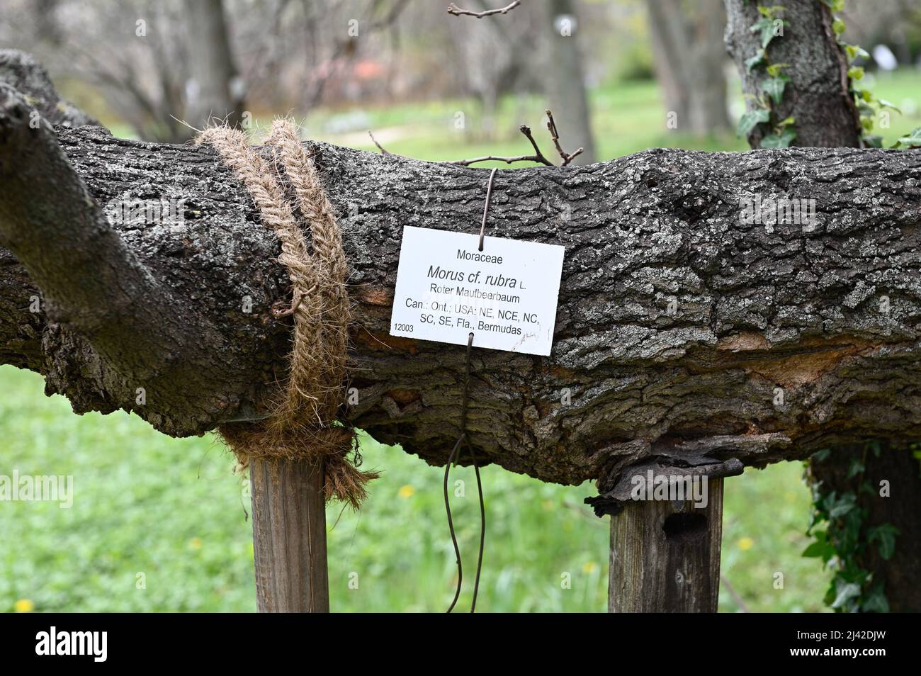 Red mulberry tree (Morus rubra Stock Photo - Alamy