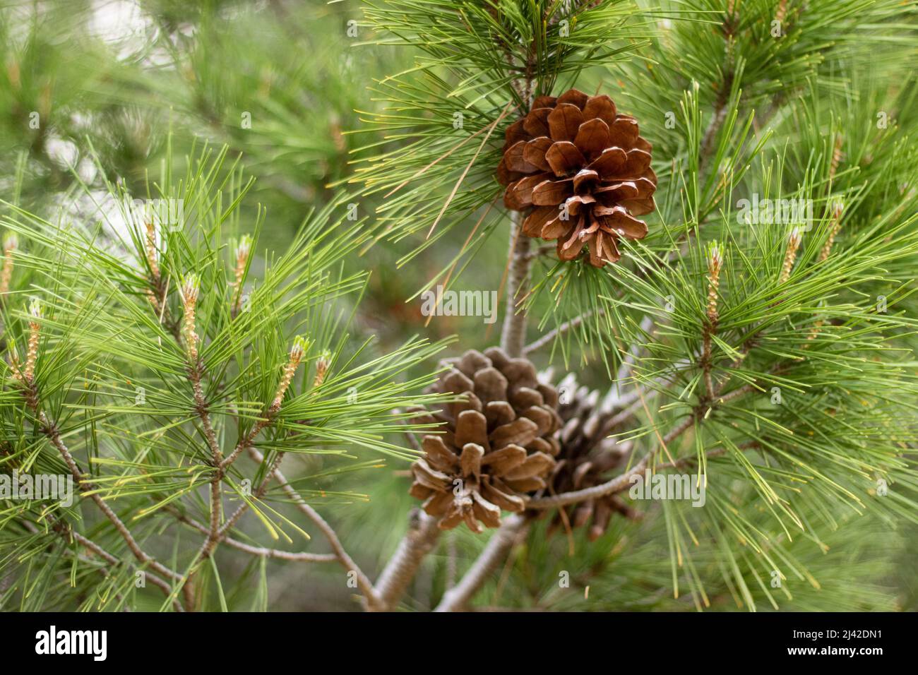 Two open pine cones and leaves up close Stock Photo - Alamy