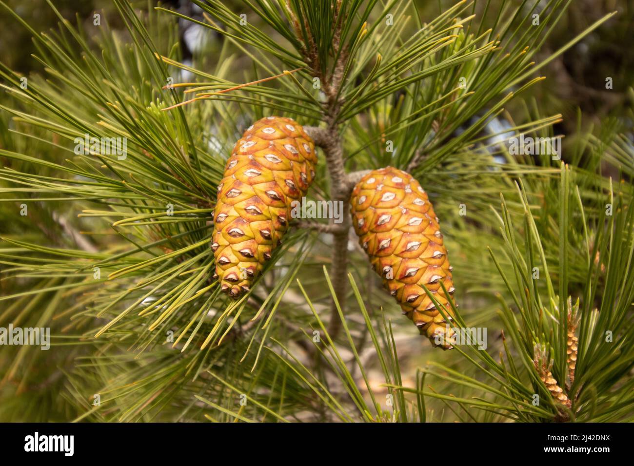 Two young pine cones and leaves up close Stock Photo - Alamy