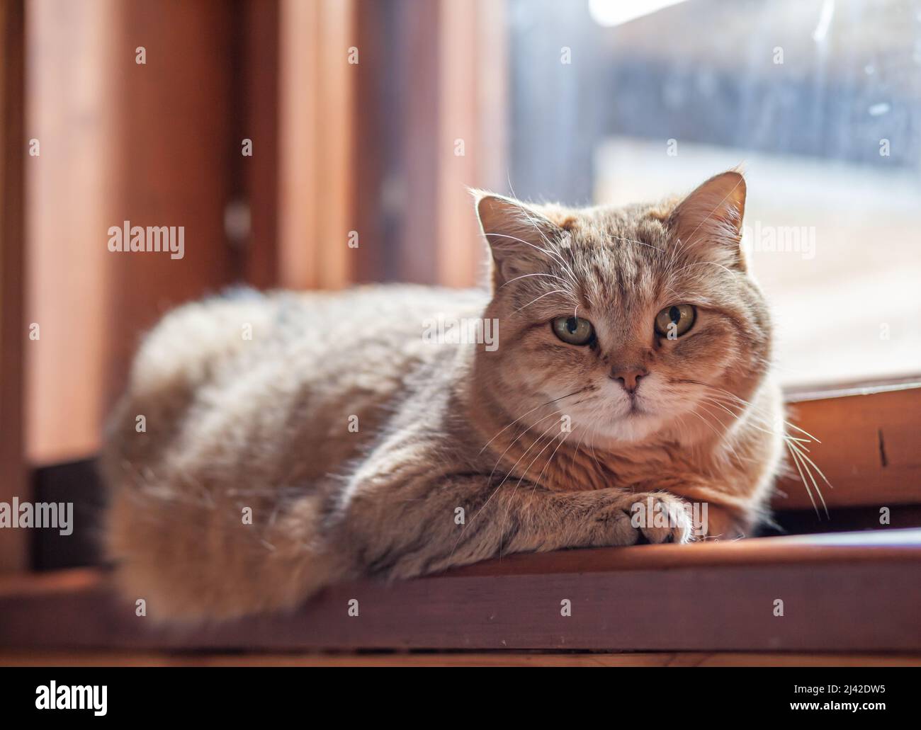 A beautiful gray cat in close - up lies and rests on the window sill of ...