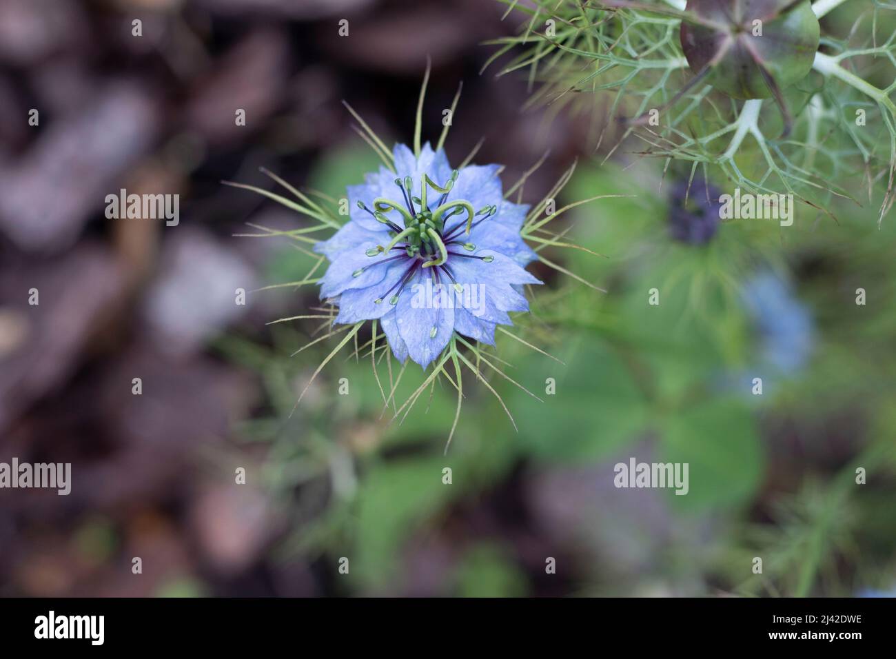 Love Is A Mist Flower at Julia Belcher blog