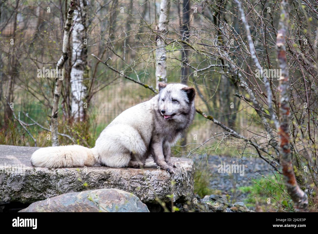 White arctic fox resting in the wilderness Stock Photo - Alamy