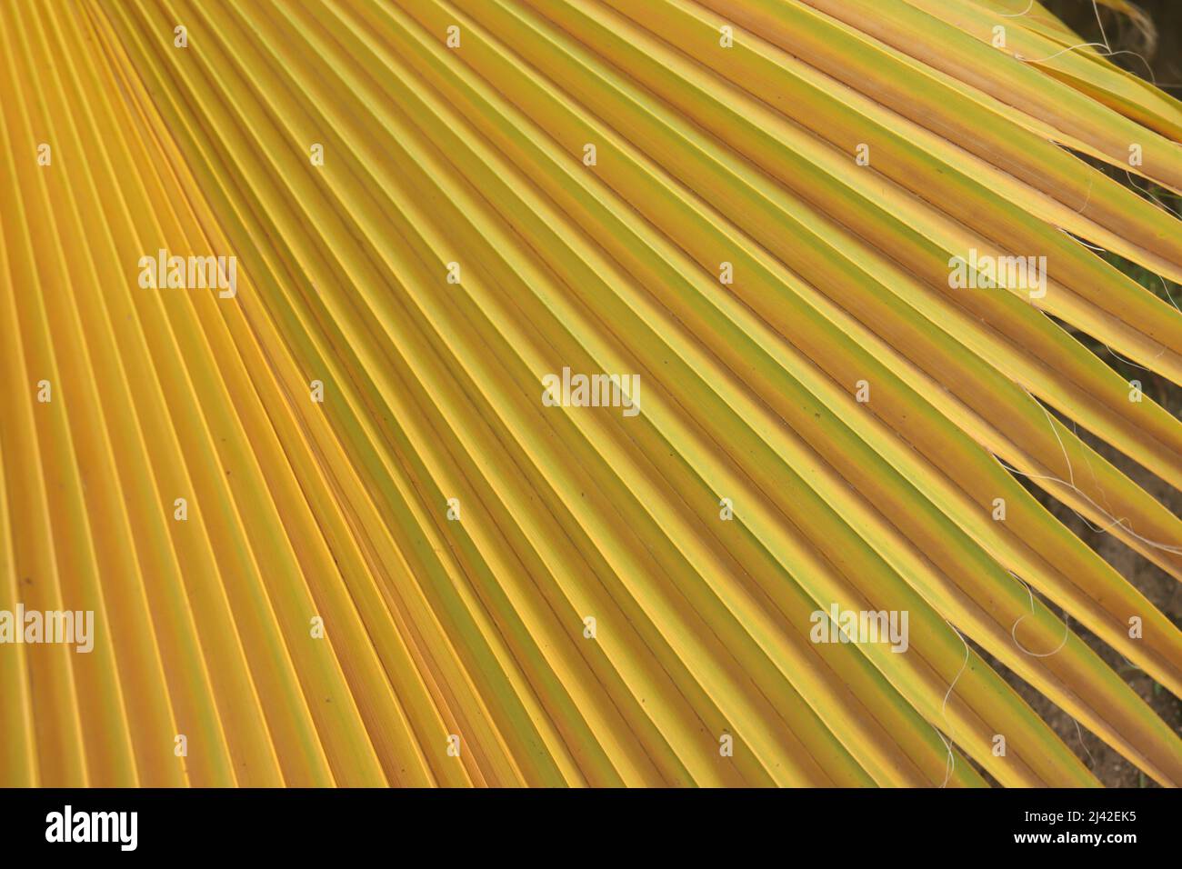 Yellow fan hi-res stock photography and images - Alamy