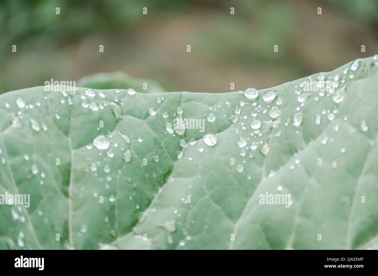 Scattered in beds hi-res stock photography and images - Alamy