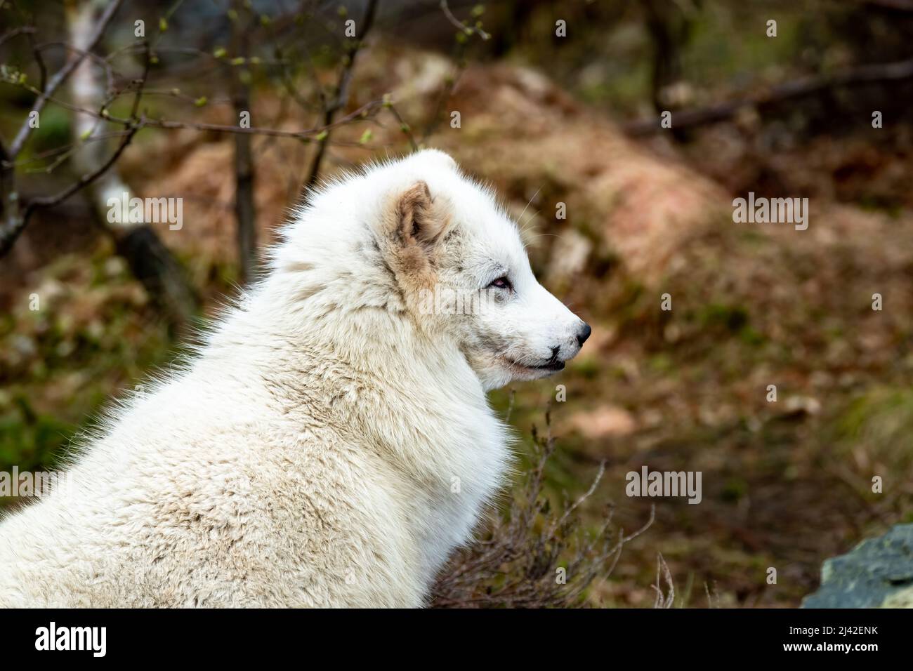 White arctic fox resting in the wilderness Stock Photo - Alamy