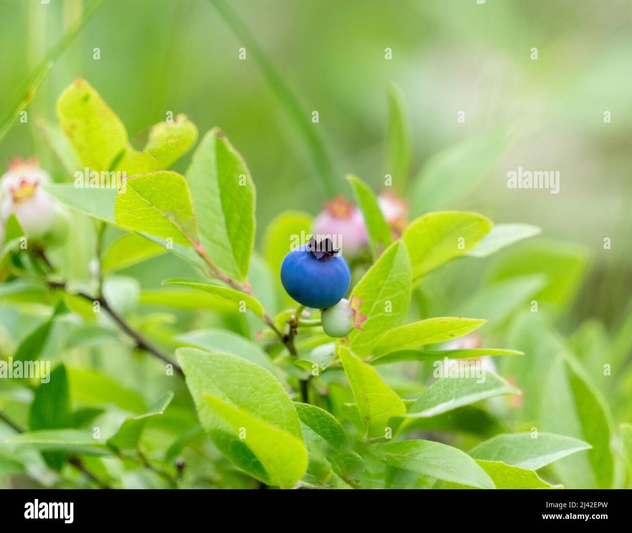 Healthy blueberry plant ripe hi-res stock photography and images - Alamy