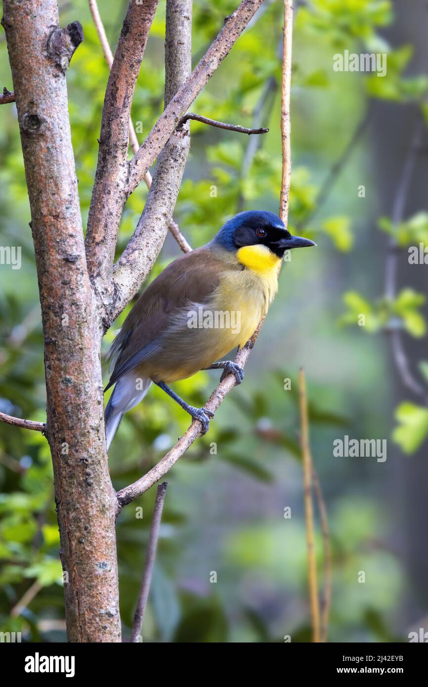 A blue-crowned laughingthrush, Garrulax courtoisi, perched on a tree ...