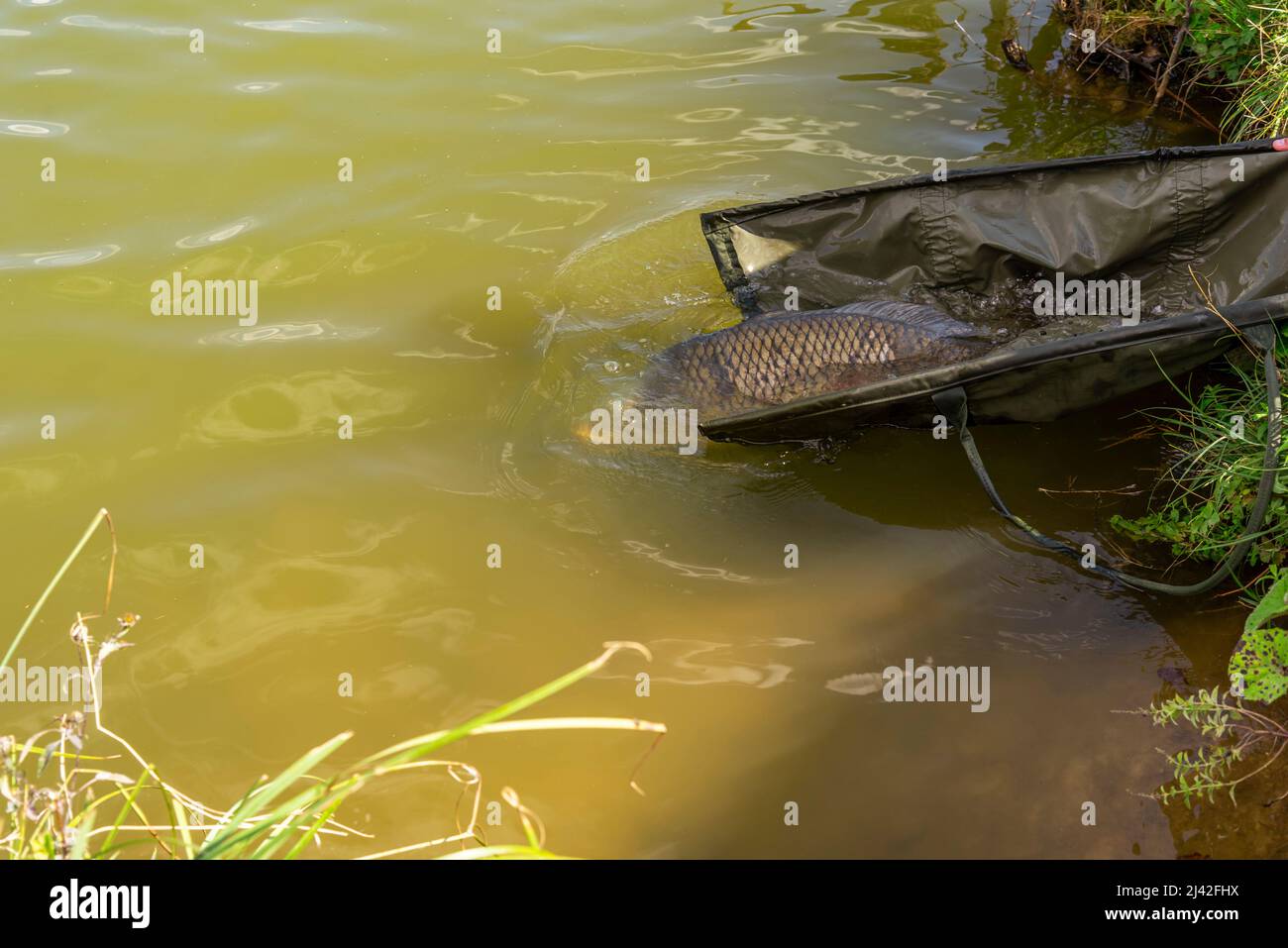 Fisherman releasing living fish (common carp) back into the water after ...