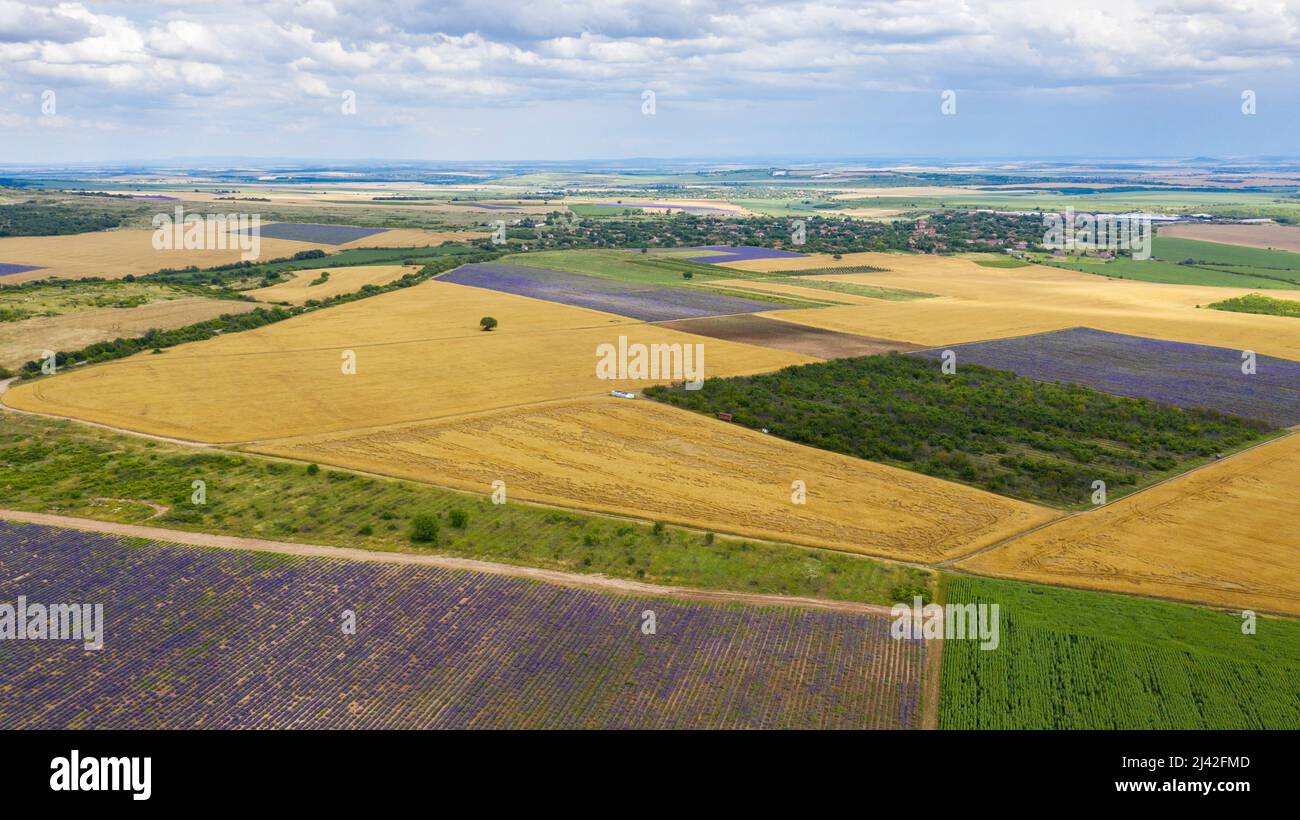 Aerial view of lavender field. Aerial landscape of agricultural fields ...