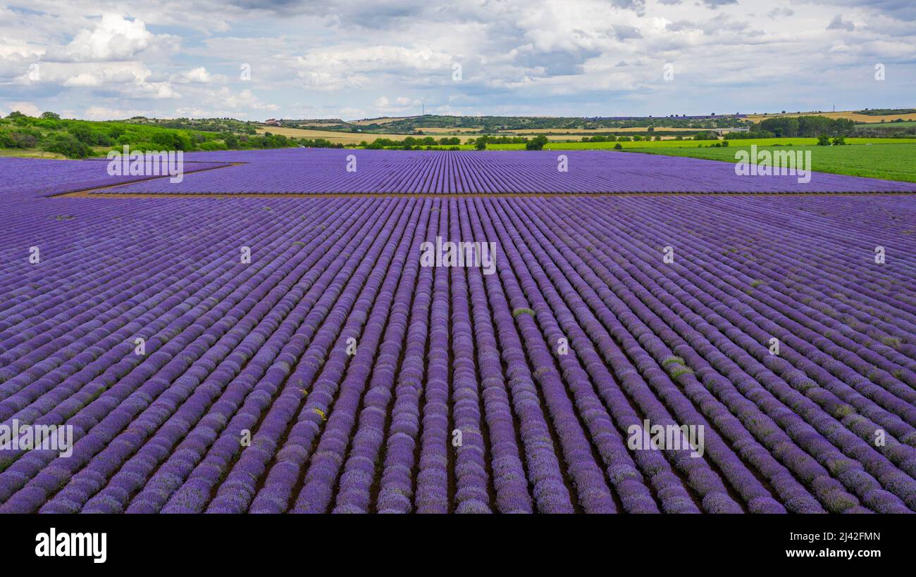 Aerial view of lavender field. Aerial landscape of agricultural fields ...