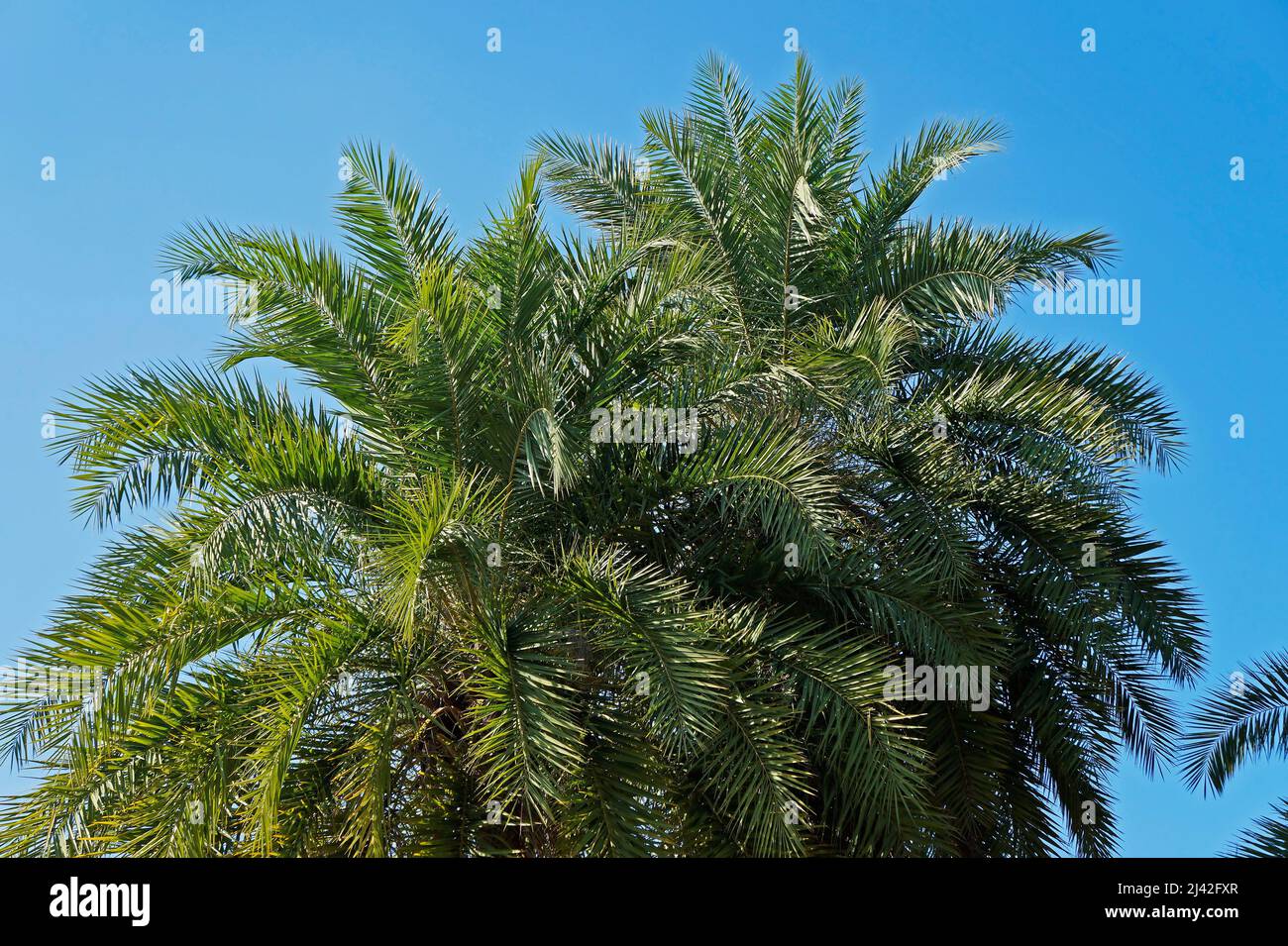 Date palm tree hi-res stock photography and images - Alamy