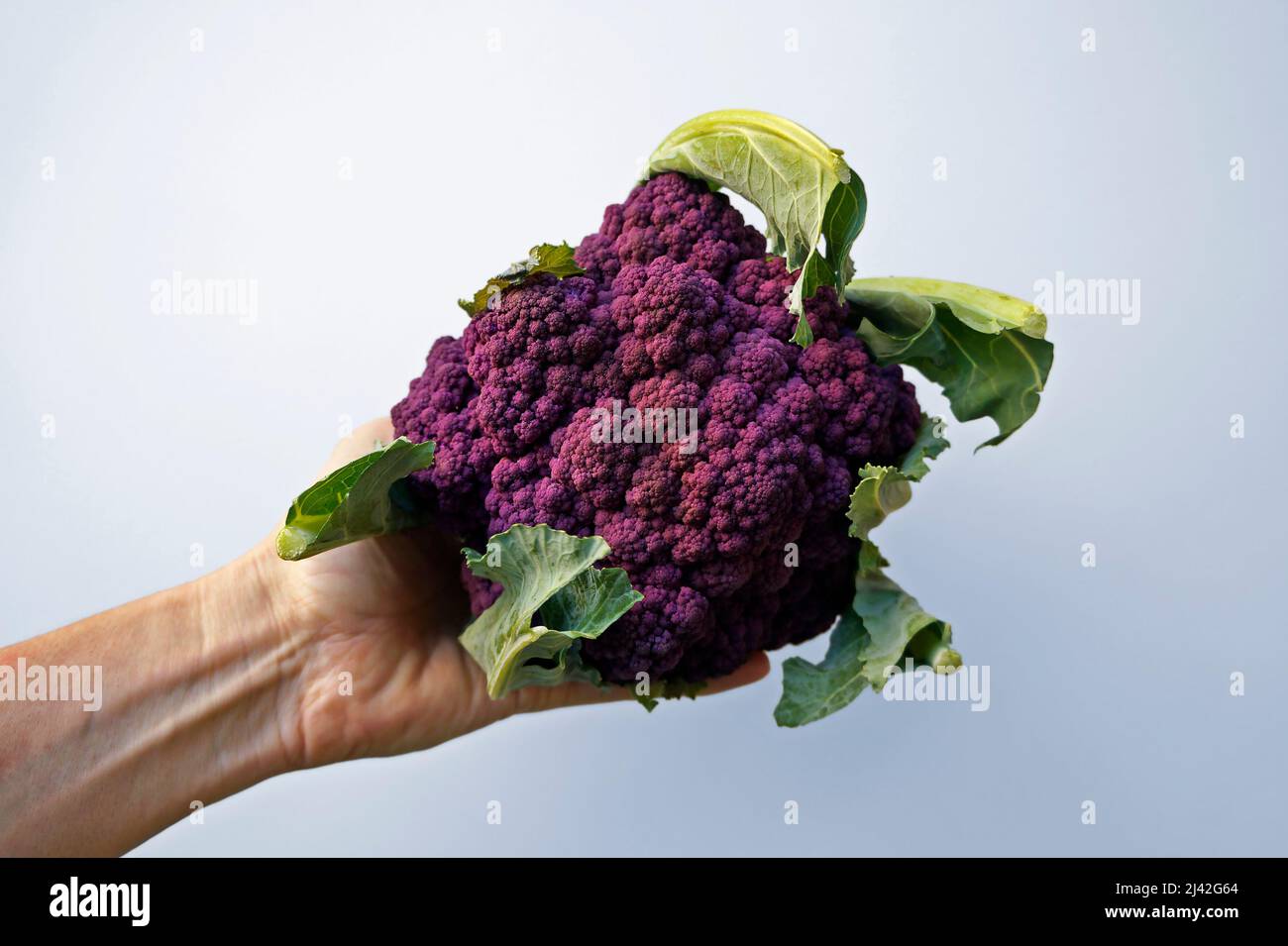 Purple cauliflower on hand in a bright background Stock Photo - Alamy
